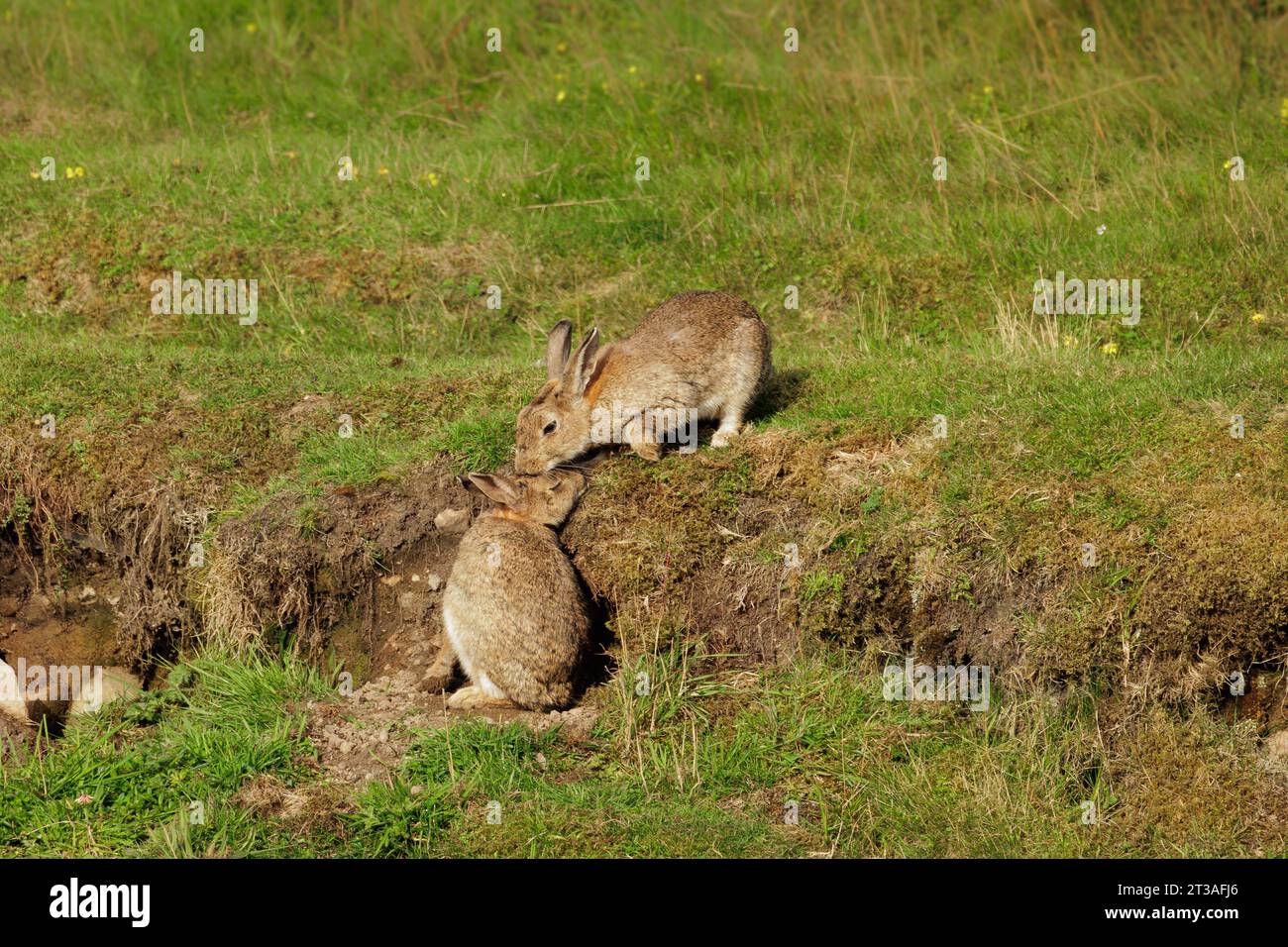 Two affectionate wild rabbits in Summer. One rabbit is snuggling up to ...