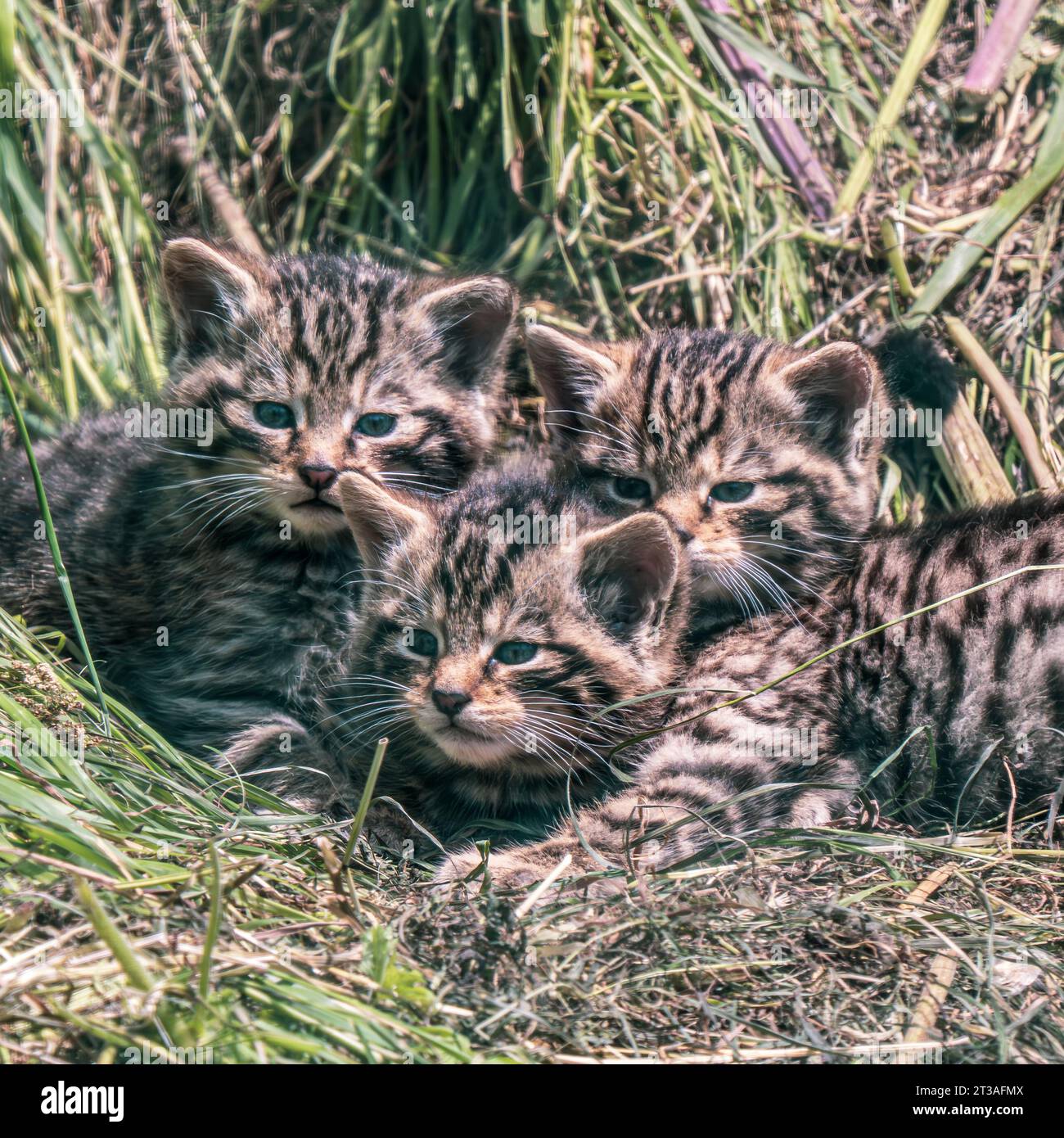 Scottish Wildcat Kitten in Grass Stock Photo - Alamy