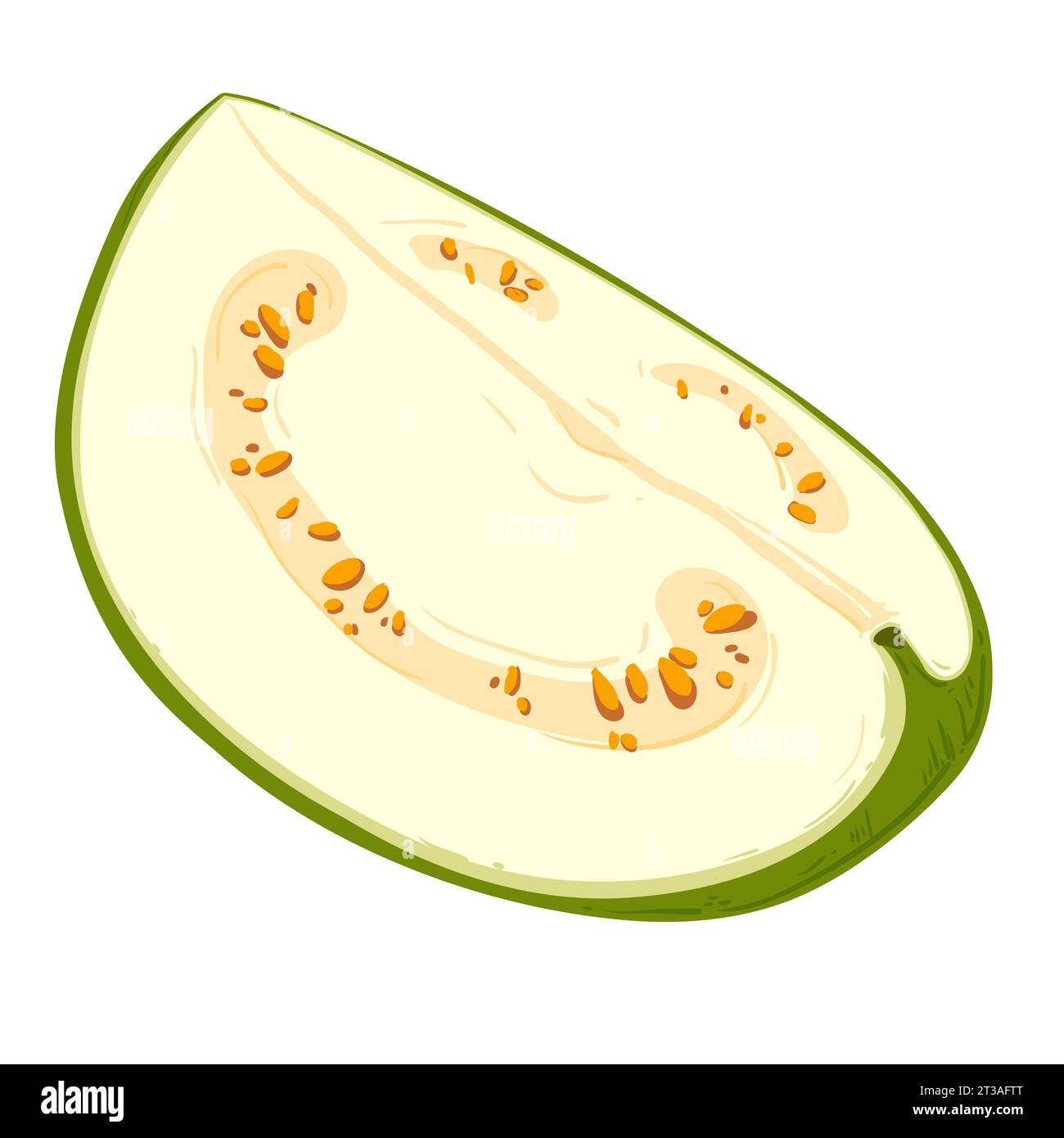Guava, vector illustration of tropical green fruits. The flesh is white ...