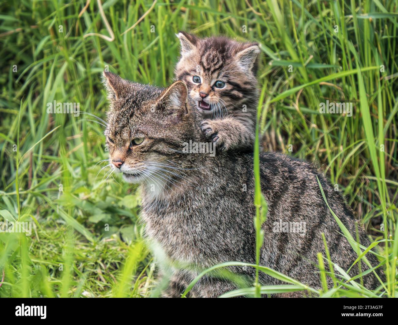Female Scottish Wildcat and Kitten Stock Photo - Alamy