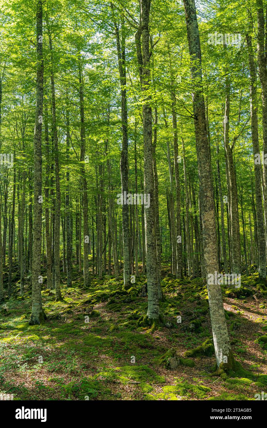 Dense woodland background hi-res stock photography and images - Alamy