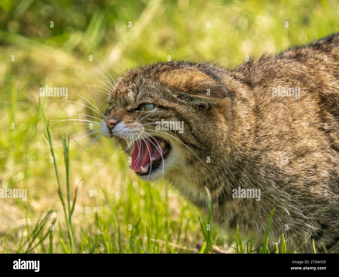 Scottish Wildcat Snarling Close Up Stock Photo - Alamy