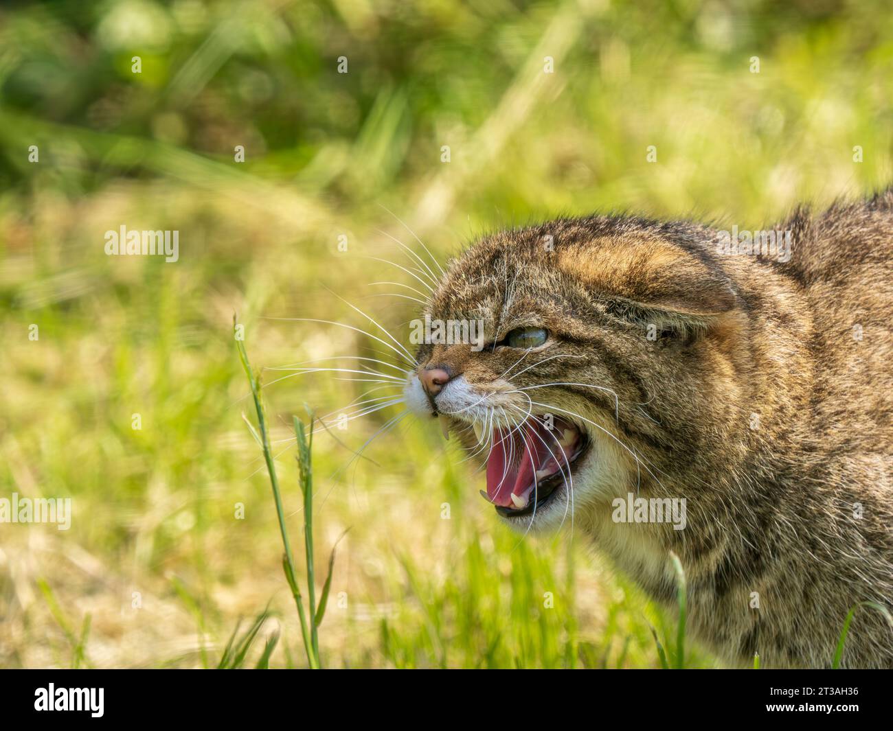 Scottish wildcat close up head hi-res stock photography and images - Alamy