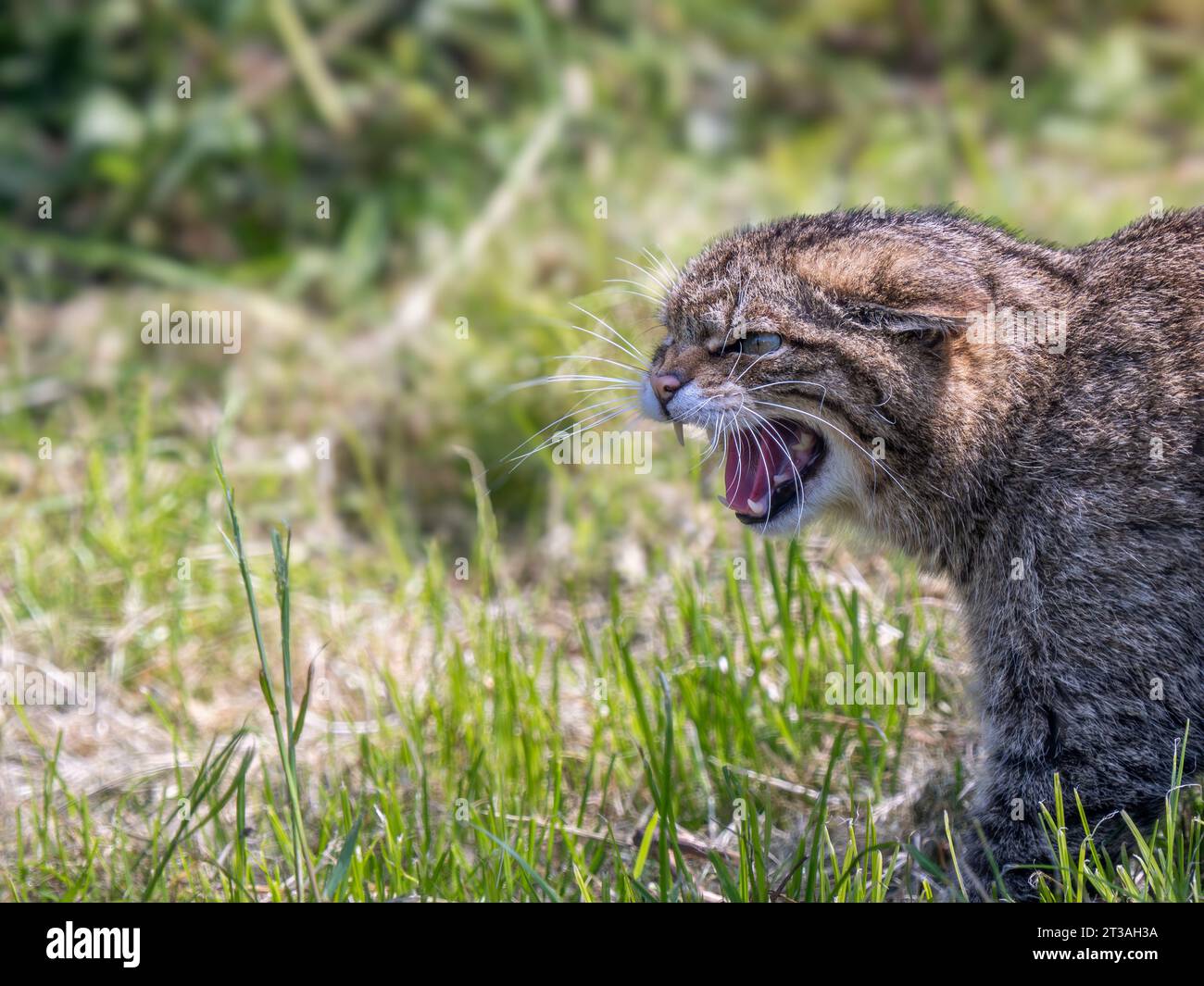 Scottish wildcat close up head hi-res stock photography and images - Alamy