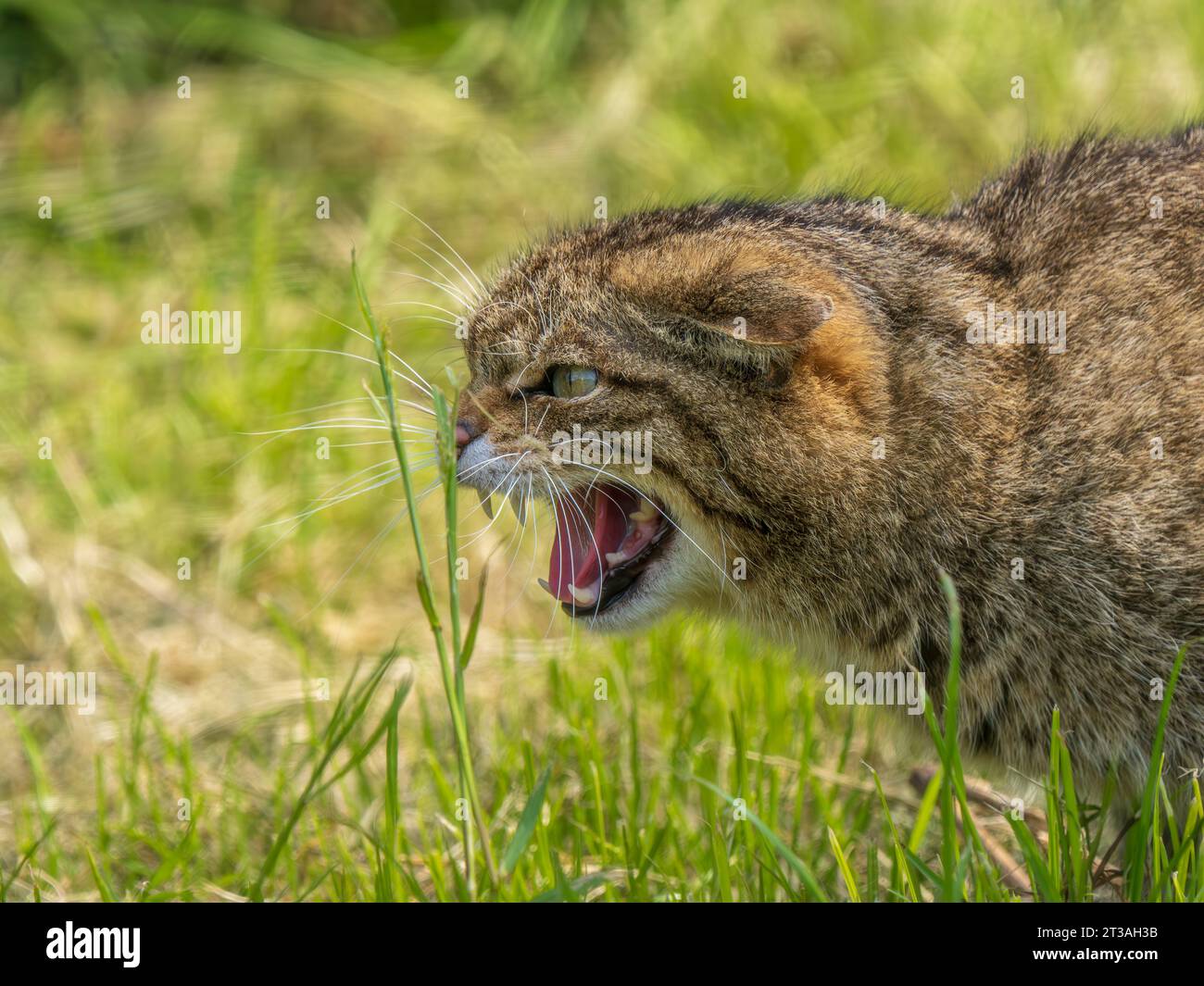 Scottish wildcat close up head hi-res stock photography and images - Alamy