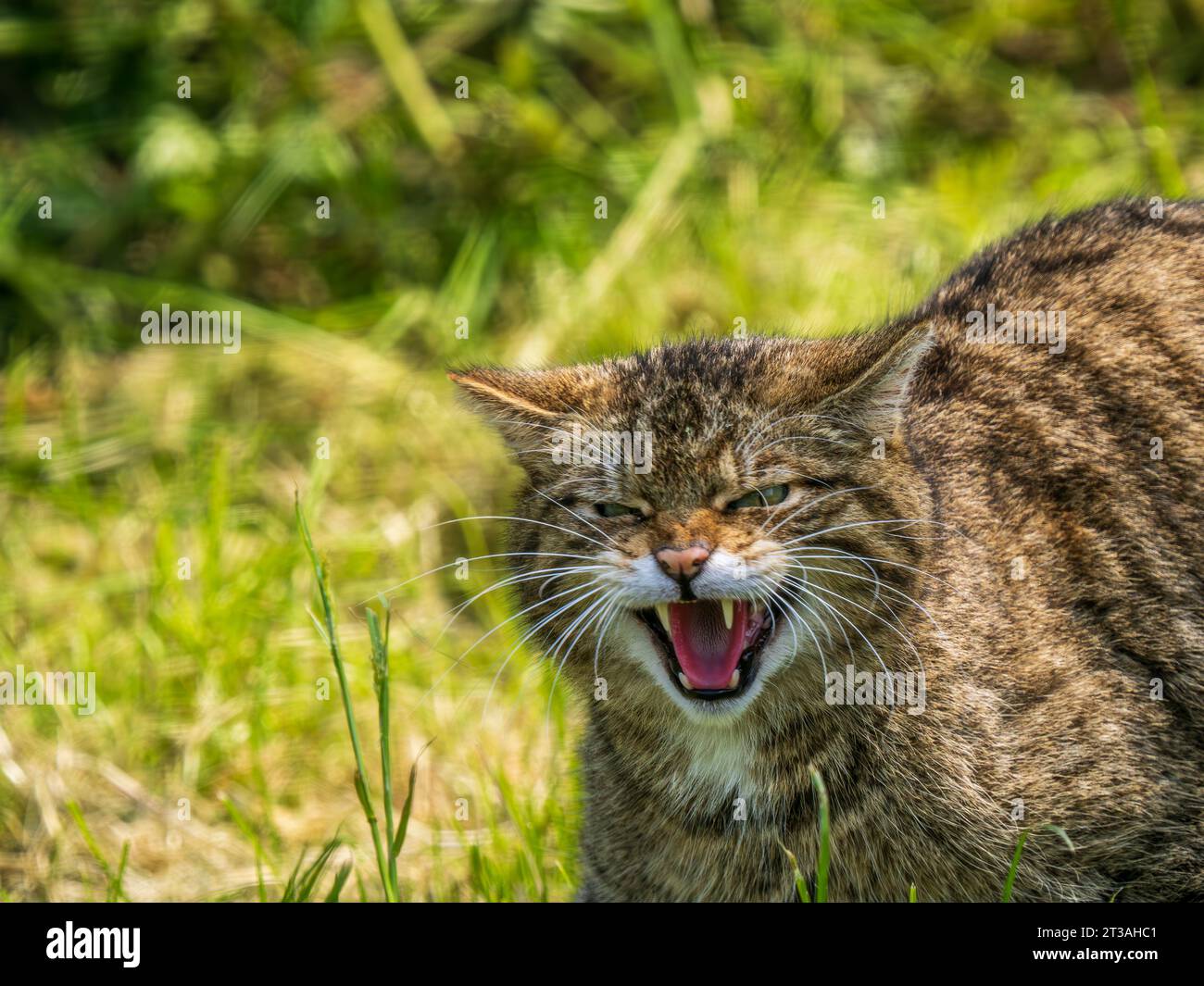 Scottish Wildcat Snarling Close Up Stock Photo - Alamy