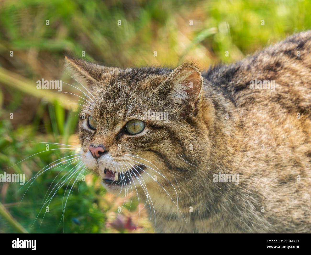 Scottish wildcat close up head hi-res stock photography and images - Alamy