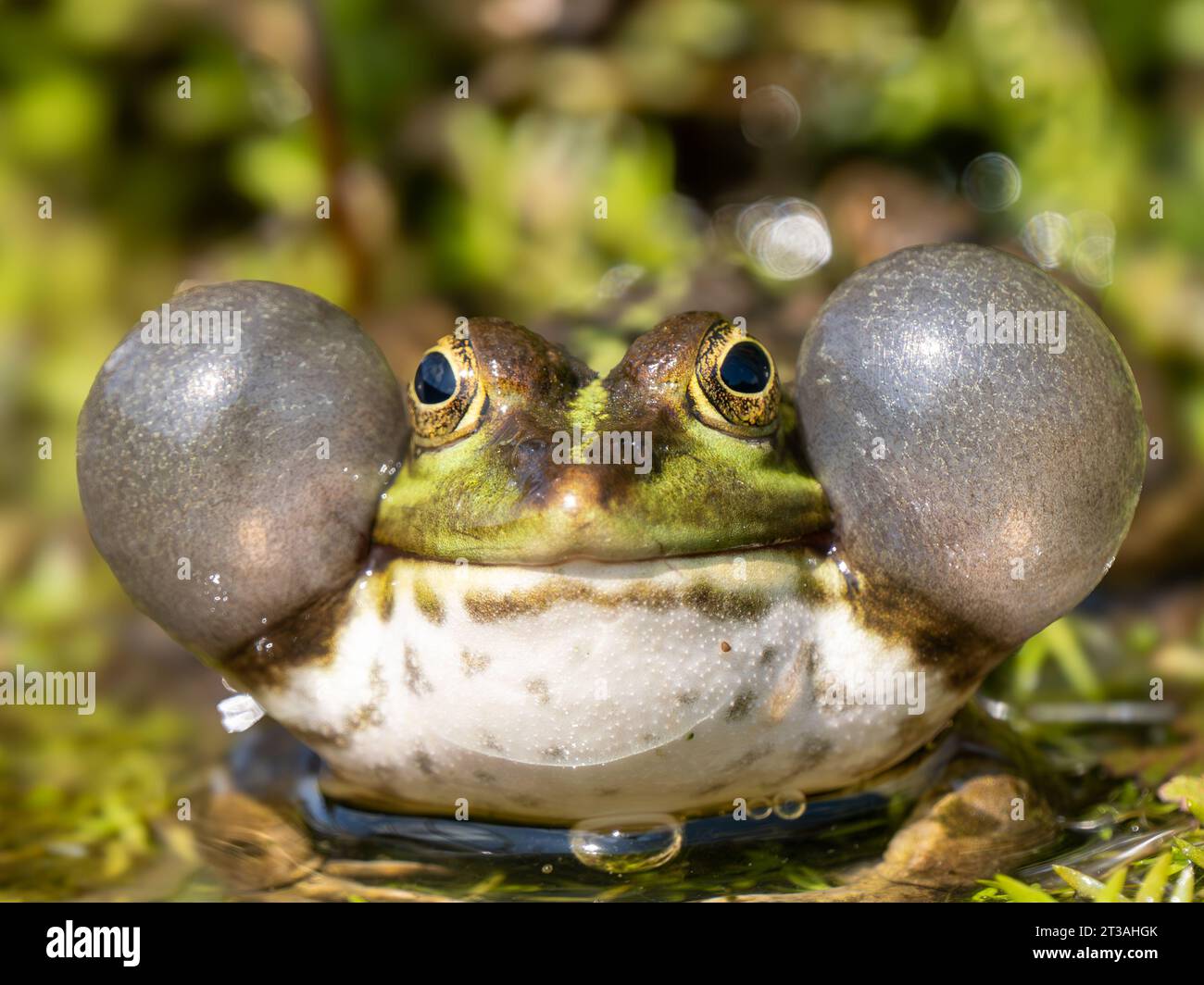 Singing marsh frog hi-res stock photography and images - Alamy