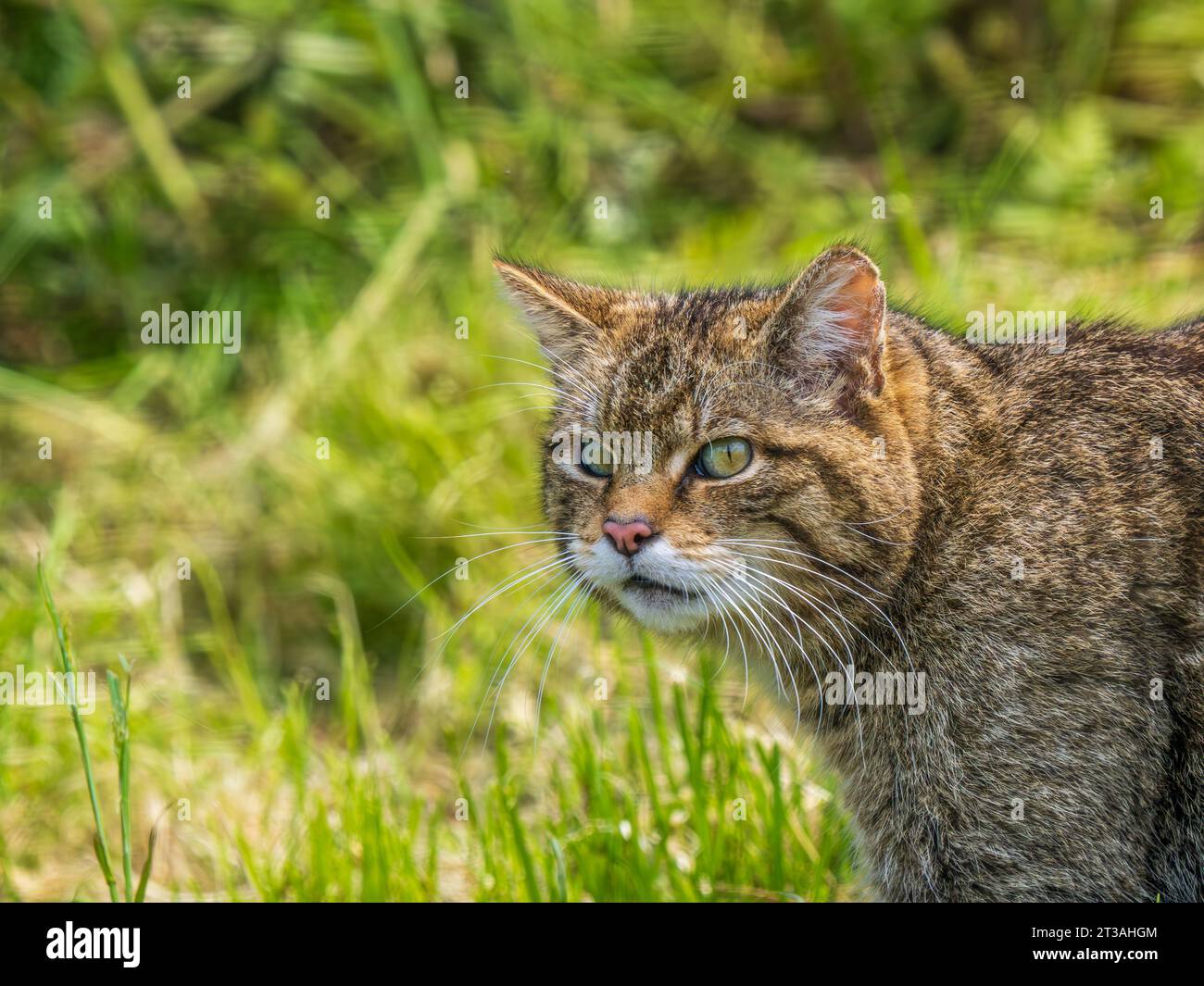 Scottish wildcat head hi-res stock photography and images - Alamy