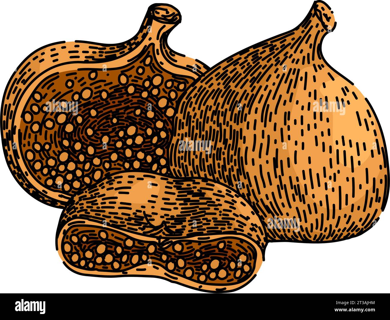 food dried fruit sketch hand drawn vector Stock Vector Image & Art - Alamy