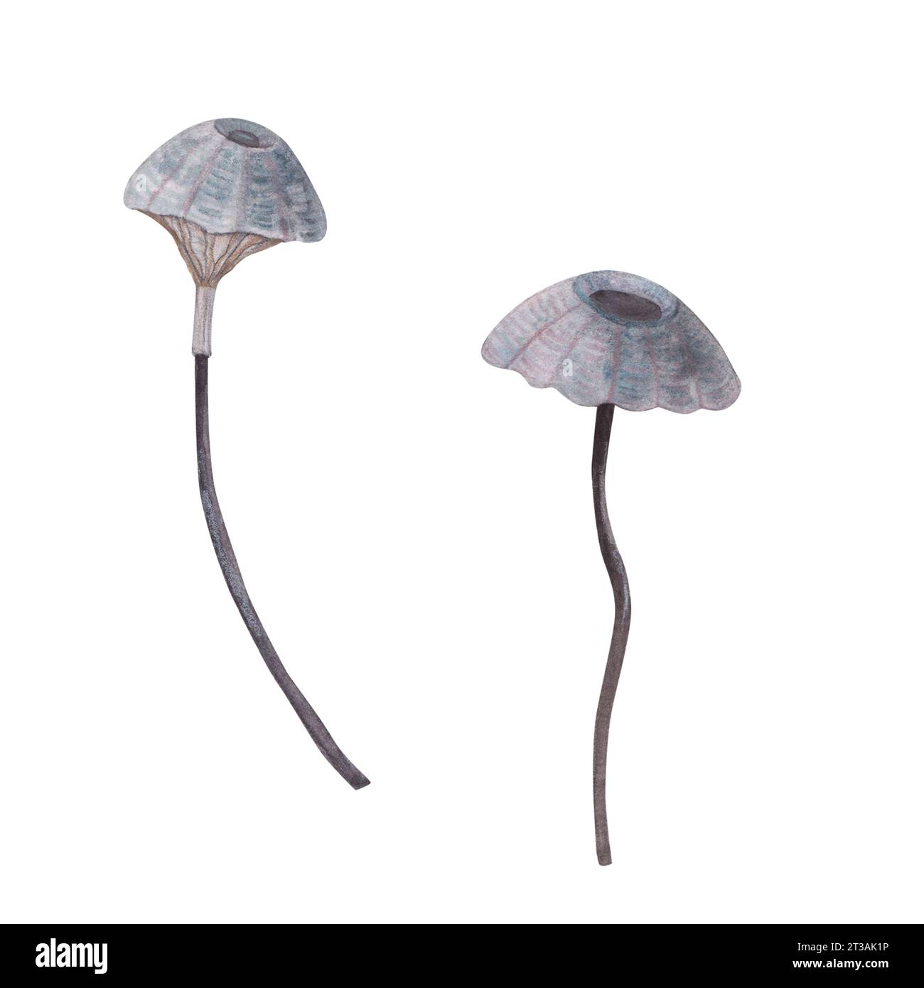 toadstool fly agaric with magical texture isolated on white background ...