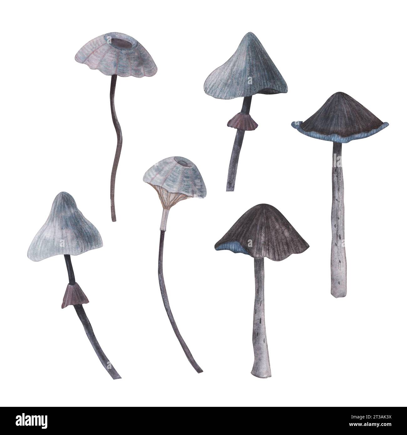 toadstool fly agaric with magical texture isolated on white background ...