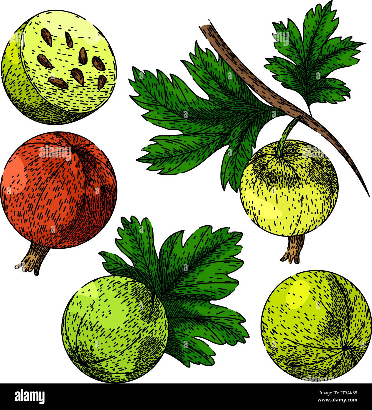 gooseberry set sketch hand drawn vector Stock Vector Image & Art - Alamy