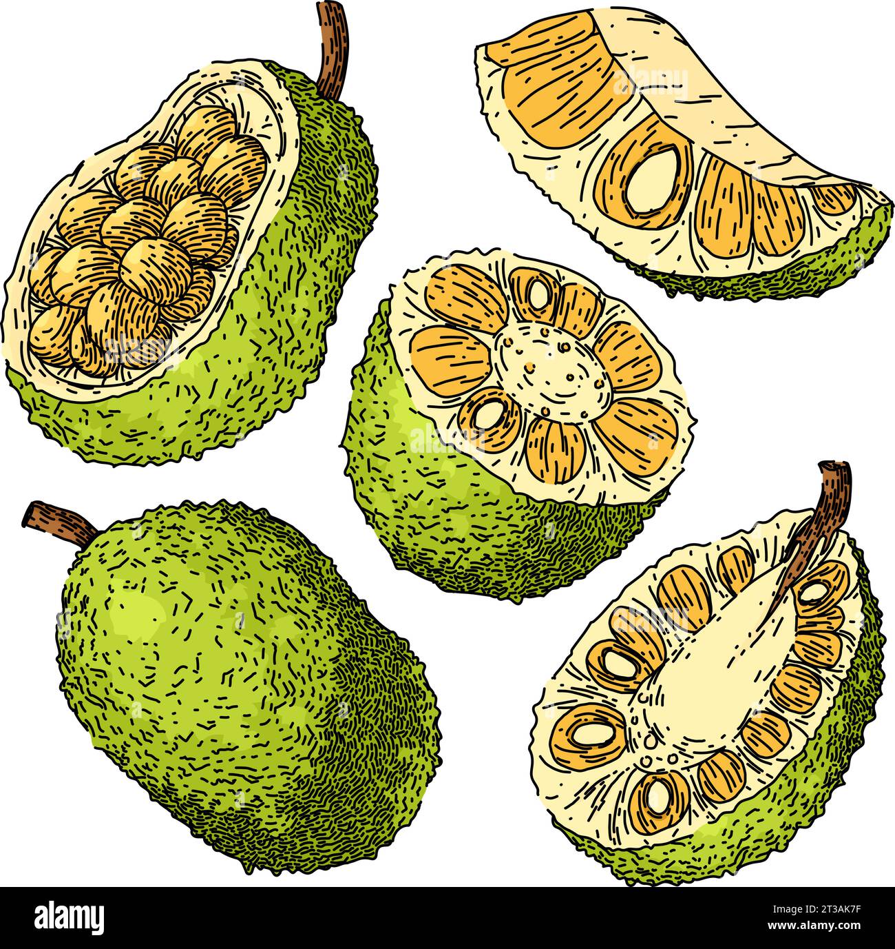 jackfruit set sketch hand drawn vector Stock Vector Image & Art - Alamy