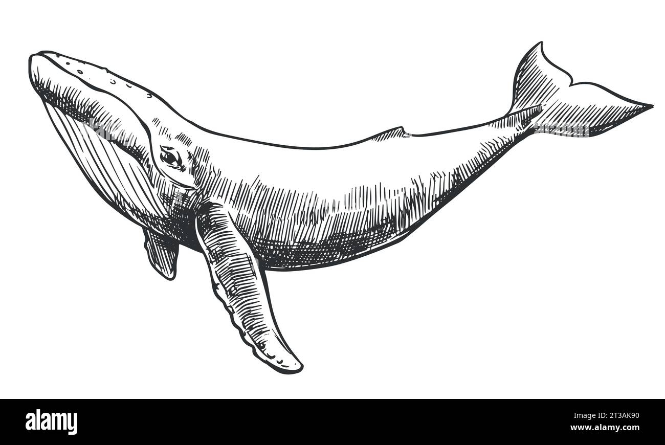 Vector hand drawn illustration of humpback whale. Sketch detailed ...