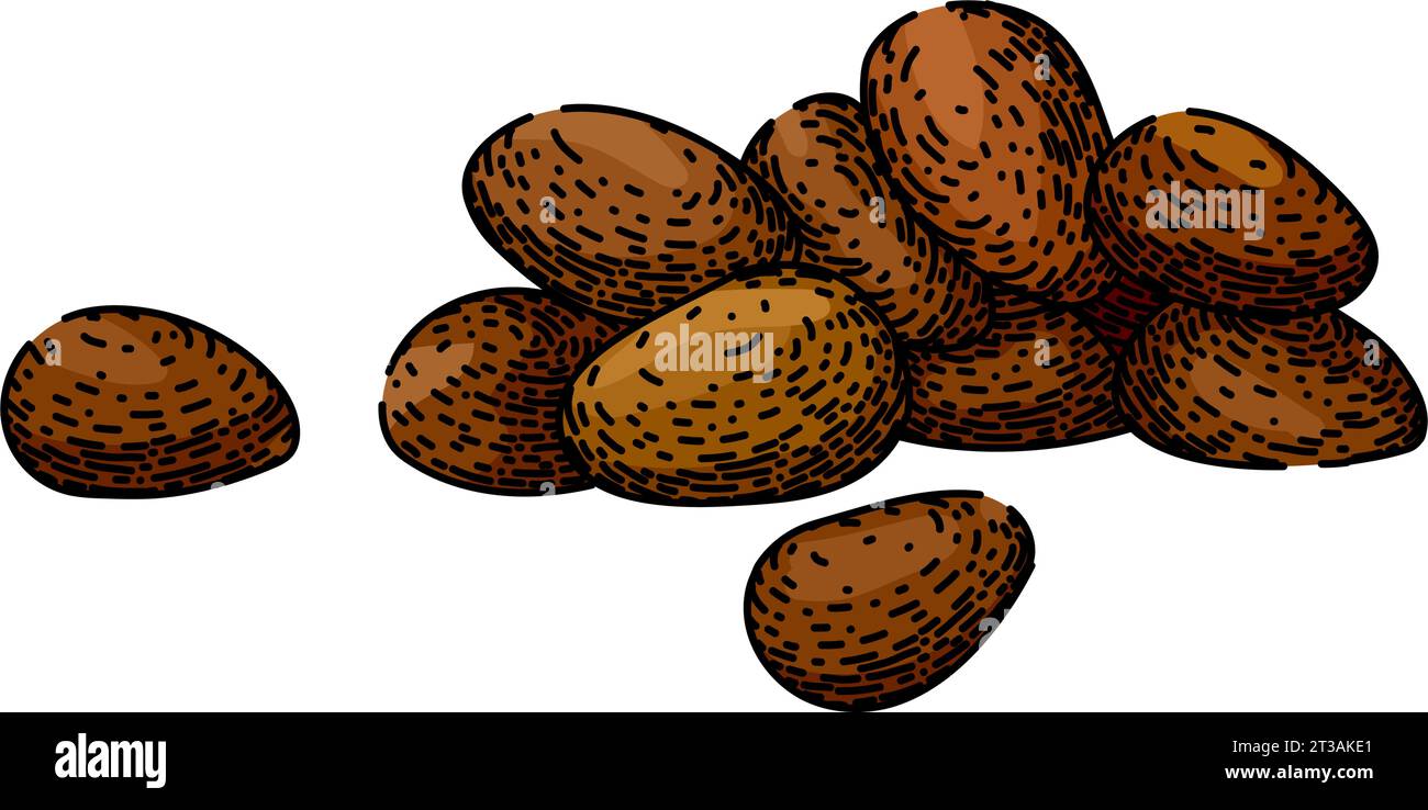 Cedar nut cedar pinon nut hi-res stock photography and images - Alamy