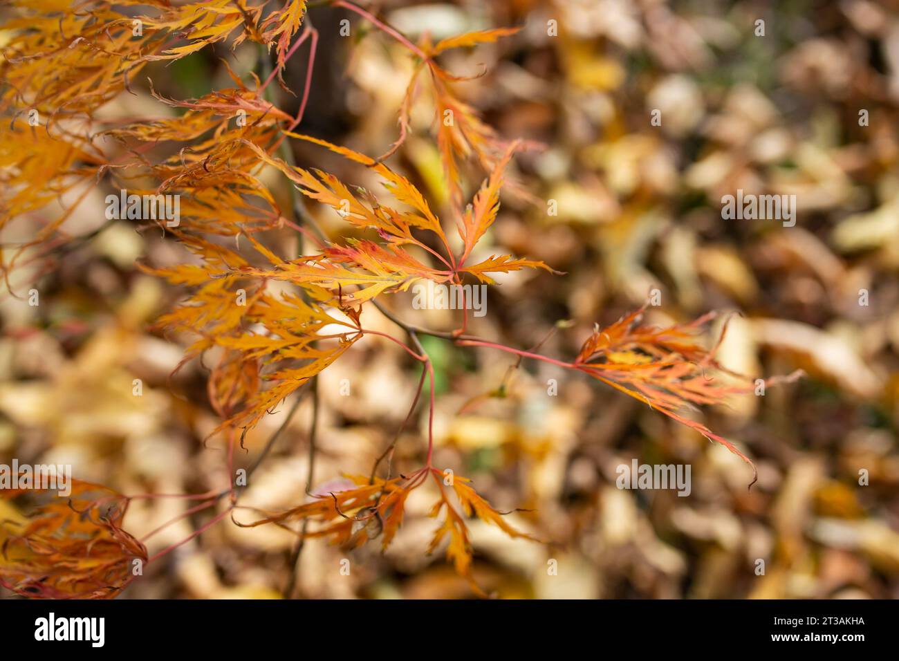 Gardening japan hi-res stock photography and images - Alamy