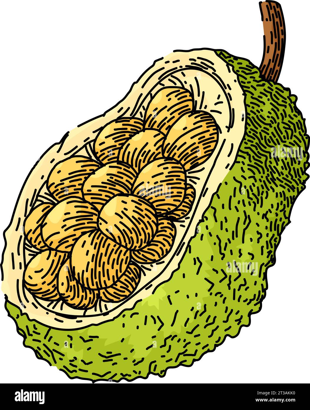 yellow jackfruit sketch hand drawn vector Stock Vector Image & Art - Alamy