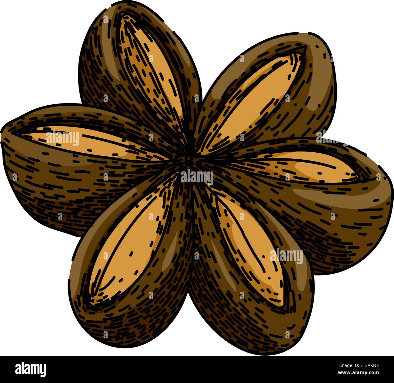 inca sacha inchi sketch hand drawn vector Stock Vector Image & Art - Alamy