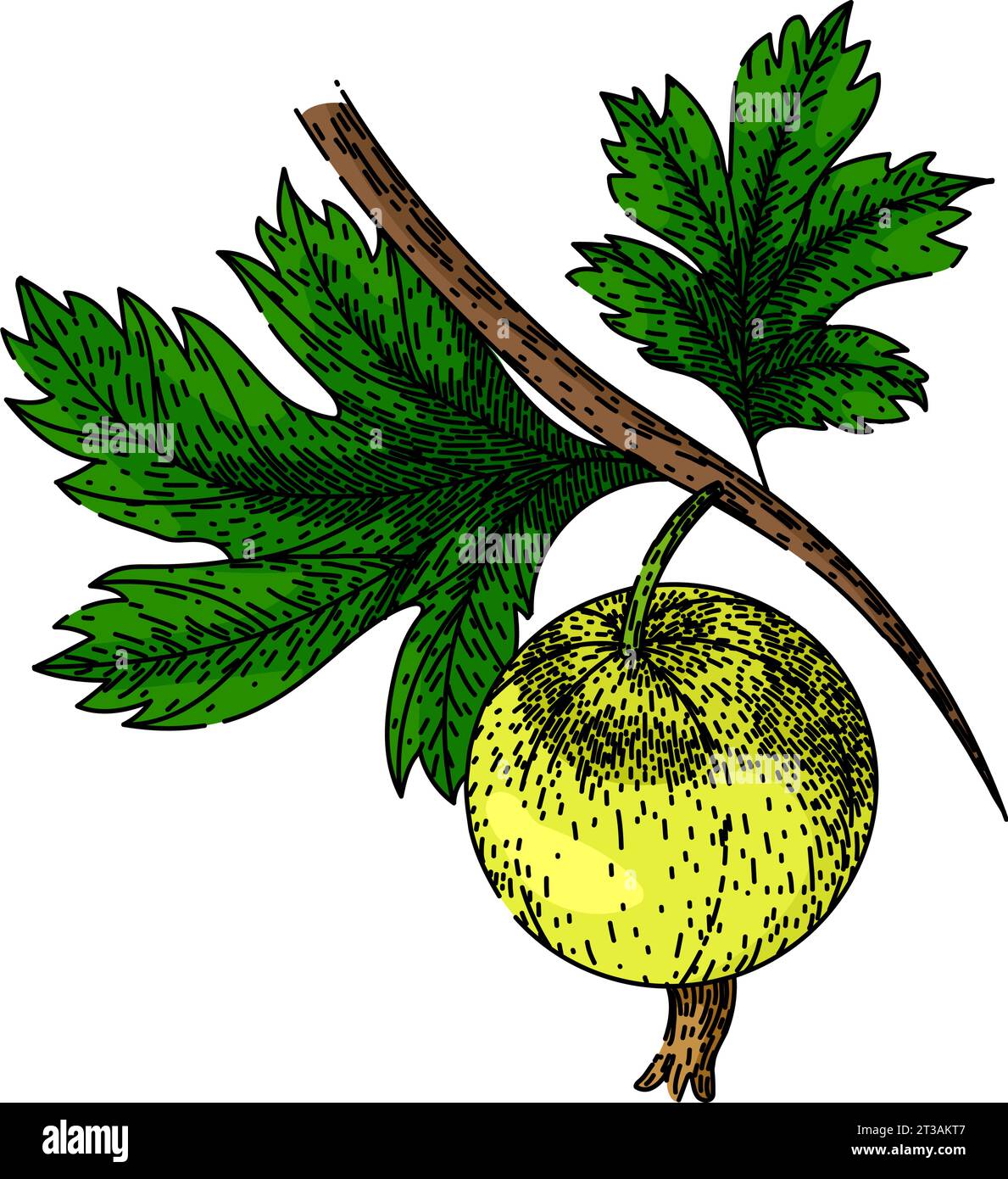 fruit gooseberry sketch hand drawn vector Stock Vector Image & Art - Alamy