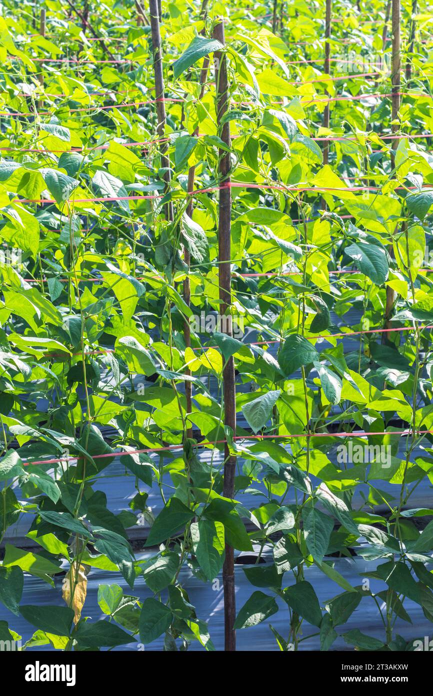 Yard long bean hi-res stock photography and images - Alamy