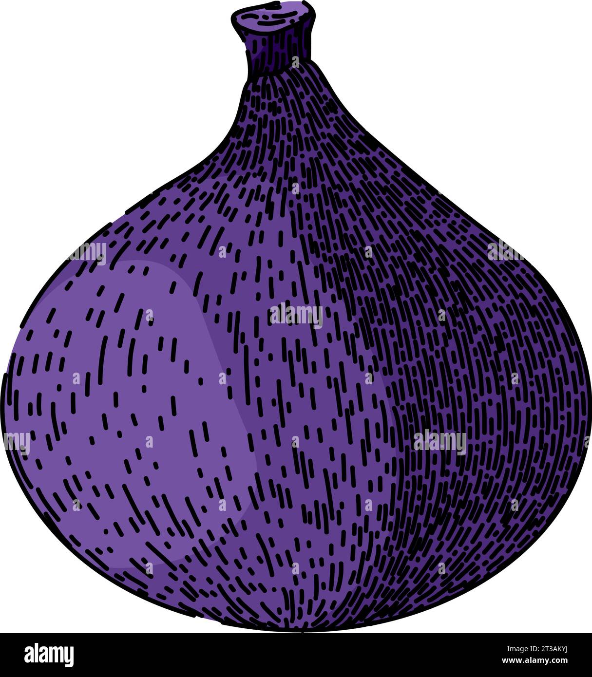 organic fig sketch hand drawn vector Stock Vector Image & Art - Alamy