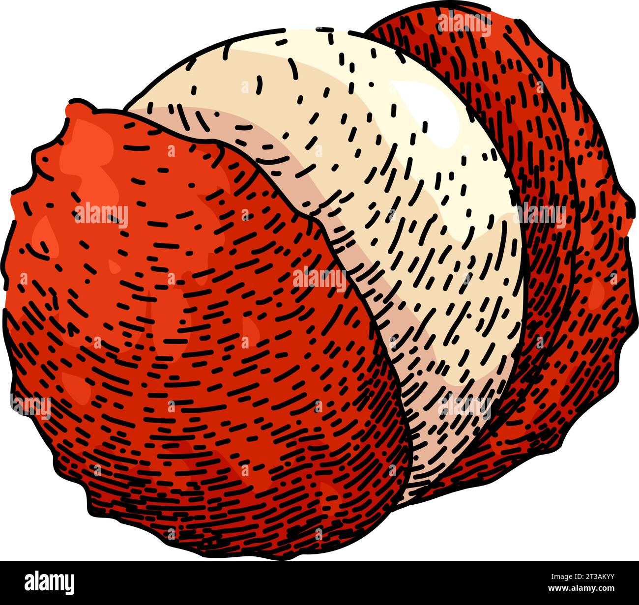 Lychee hand drawn sketch Stock Vector Images - Alamy
