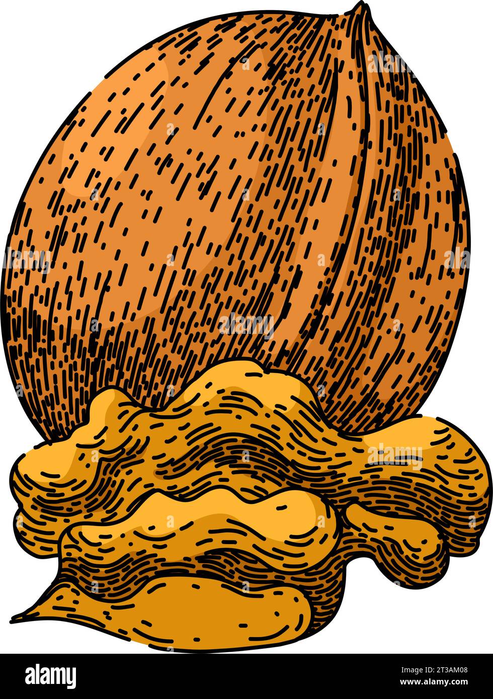 snack walnut sketch hand drawn vector Stock Vector Image & Art - Alamy
