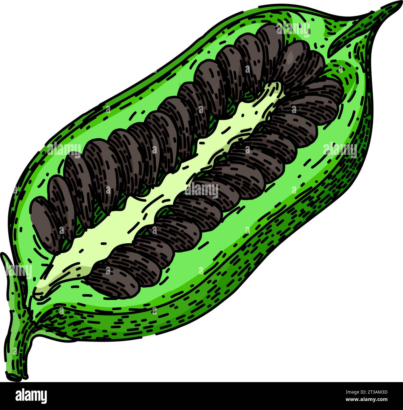 grain sesame seed sketch hand drawn vector Stock Vector Image & Art - Alamy