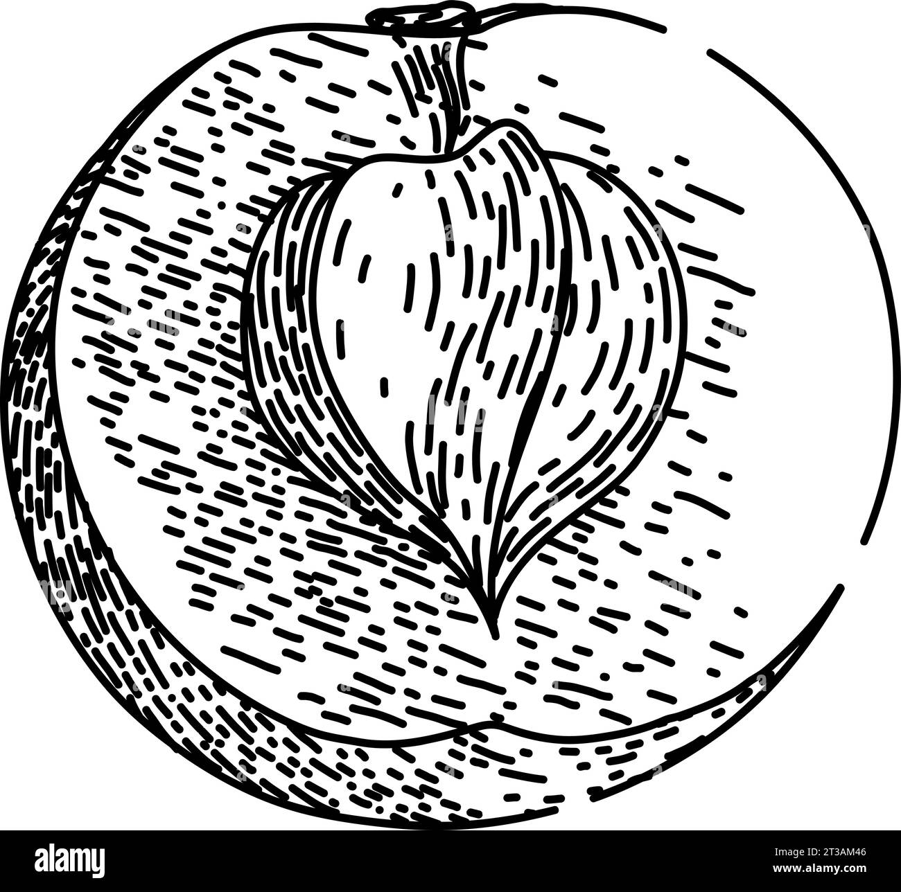 green amla sketch hand drawn vector Stock Vector Image & Art - Alamy