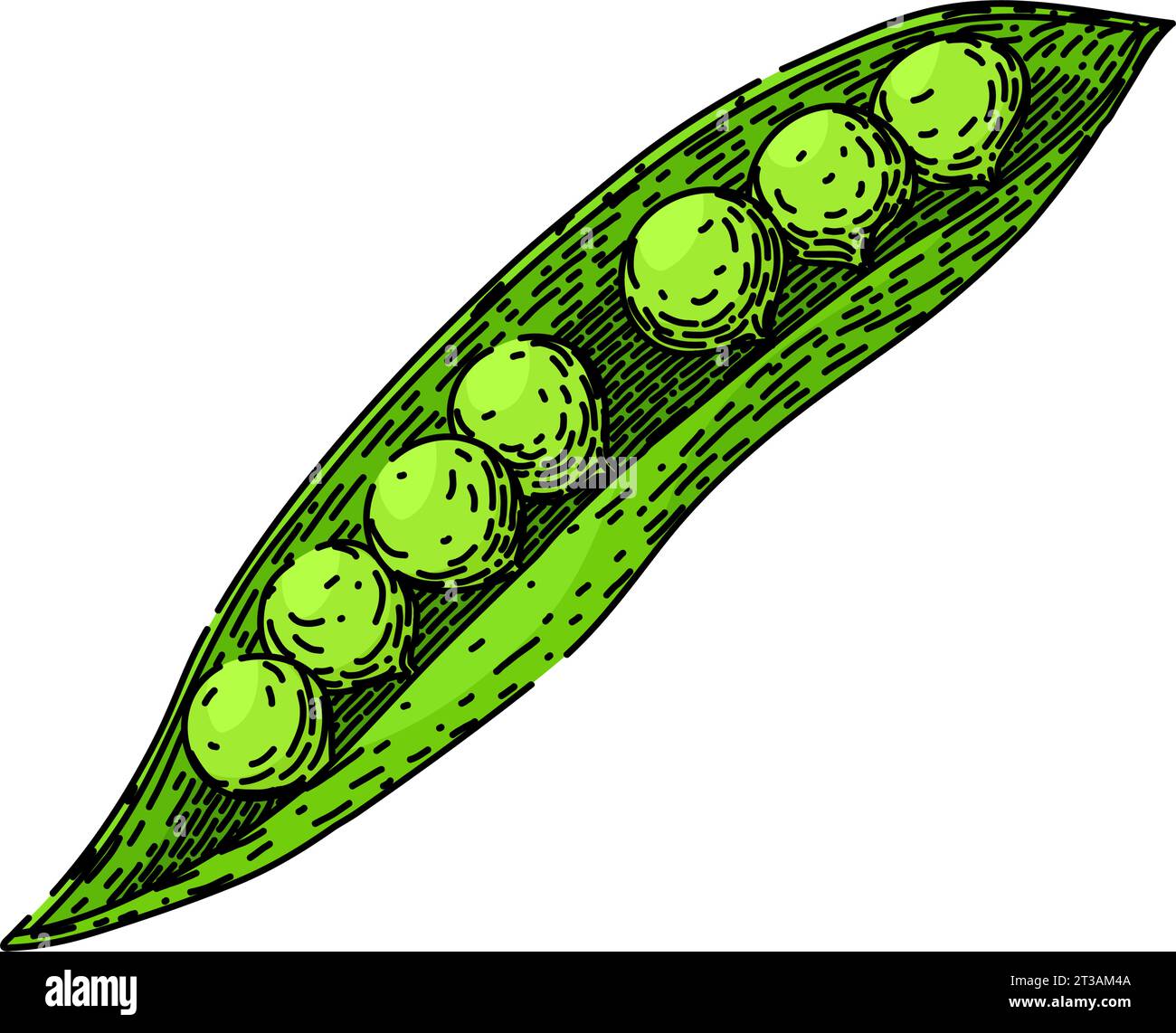 natural pea sketch hand drawn vector Stock Vector Image & Art - Alamy