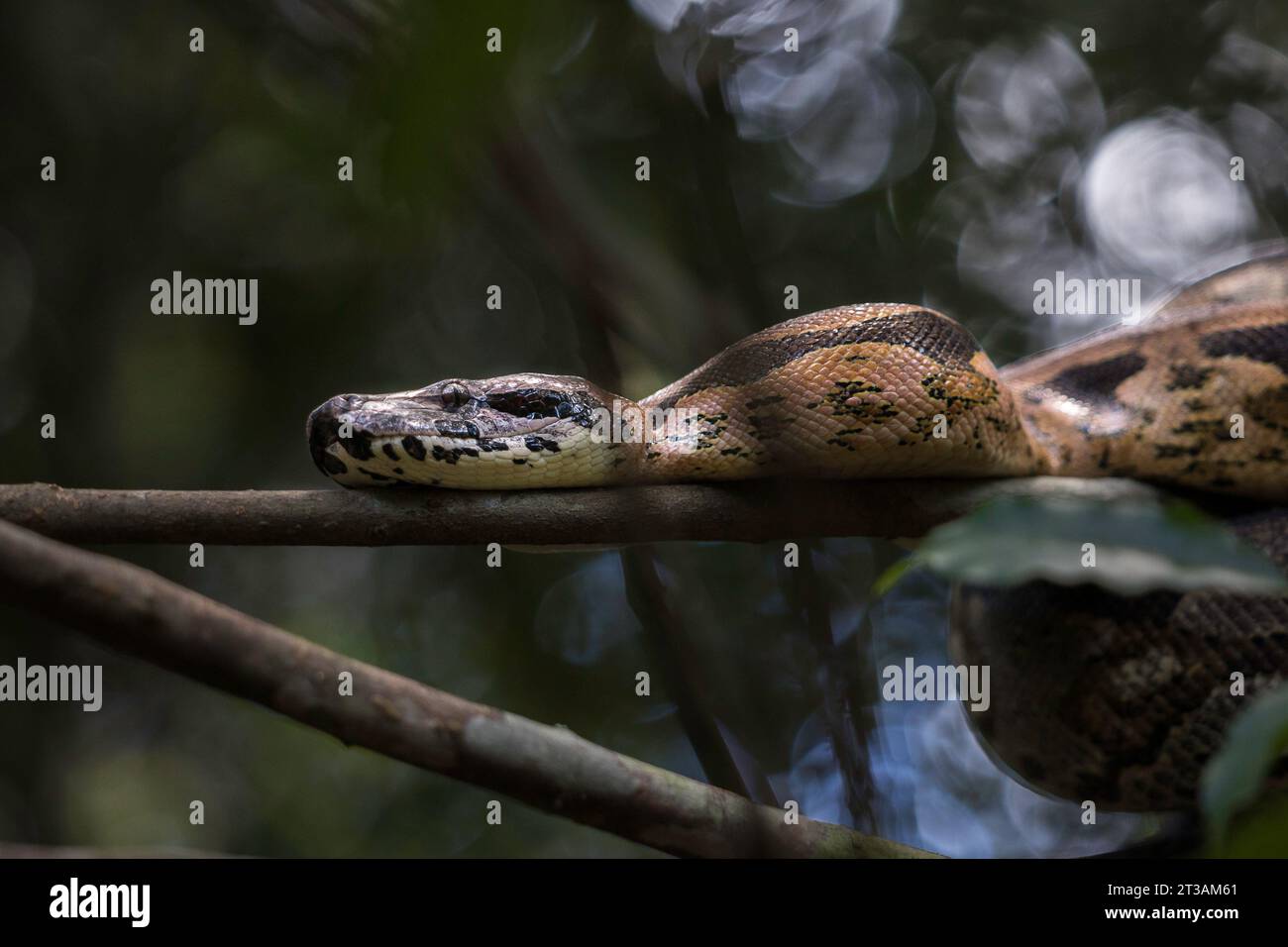 A large Madagascar Ground Boa (Acrantophis madagascariensis) curled up ...