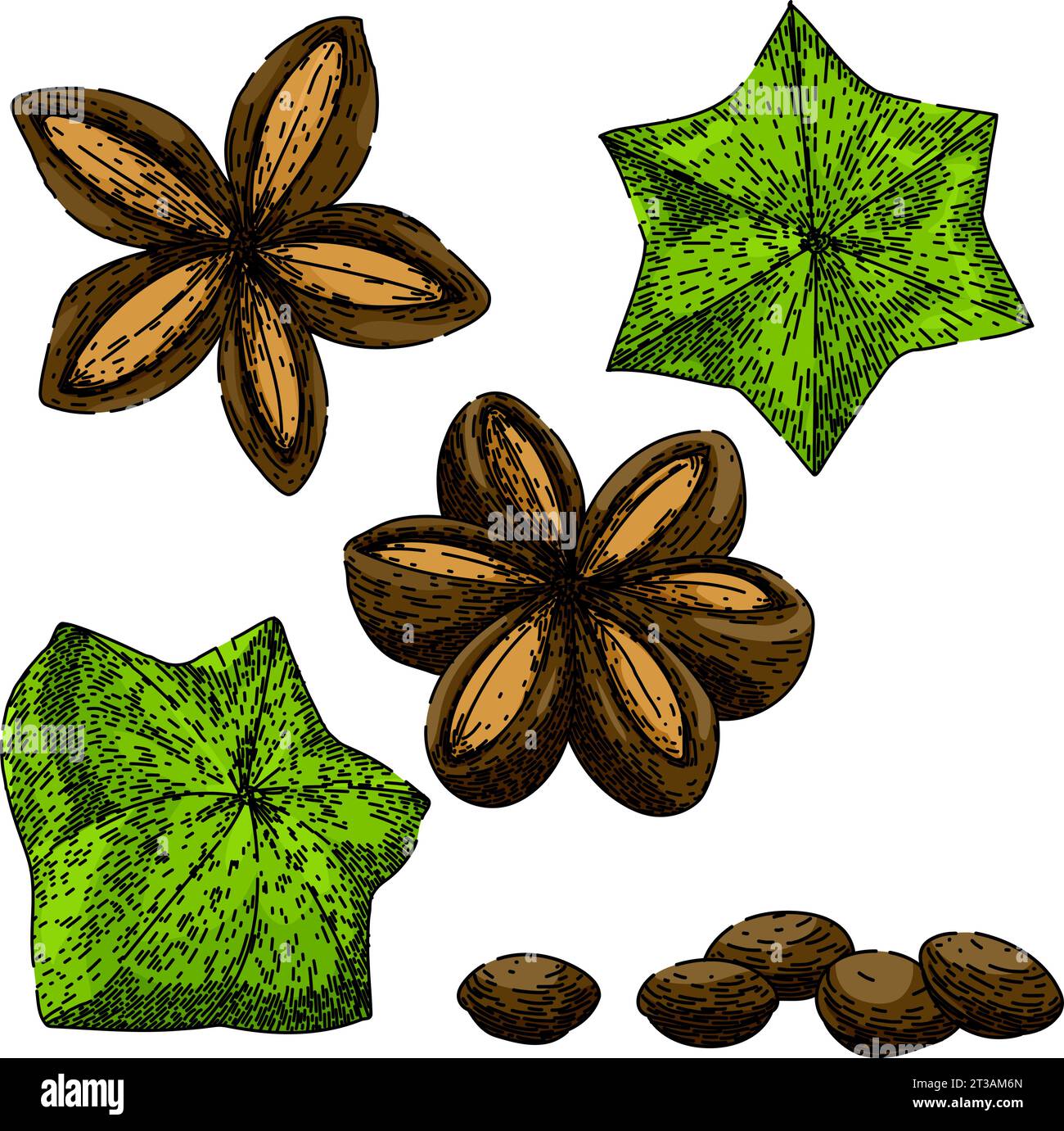 sacha inchi set sketch hand drawn vector Stock Vector Image & Art - Alamy