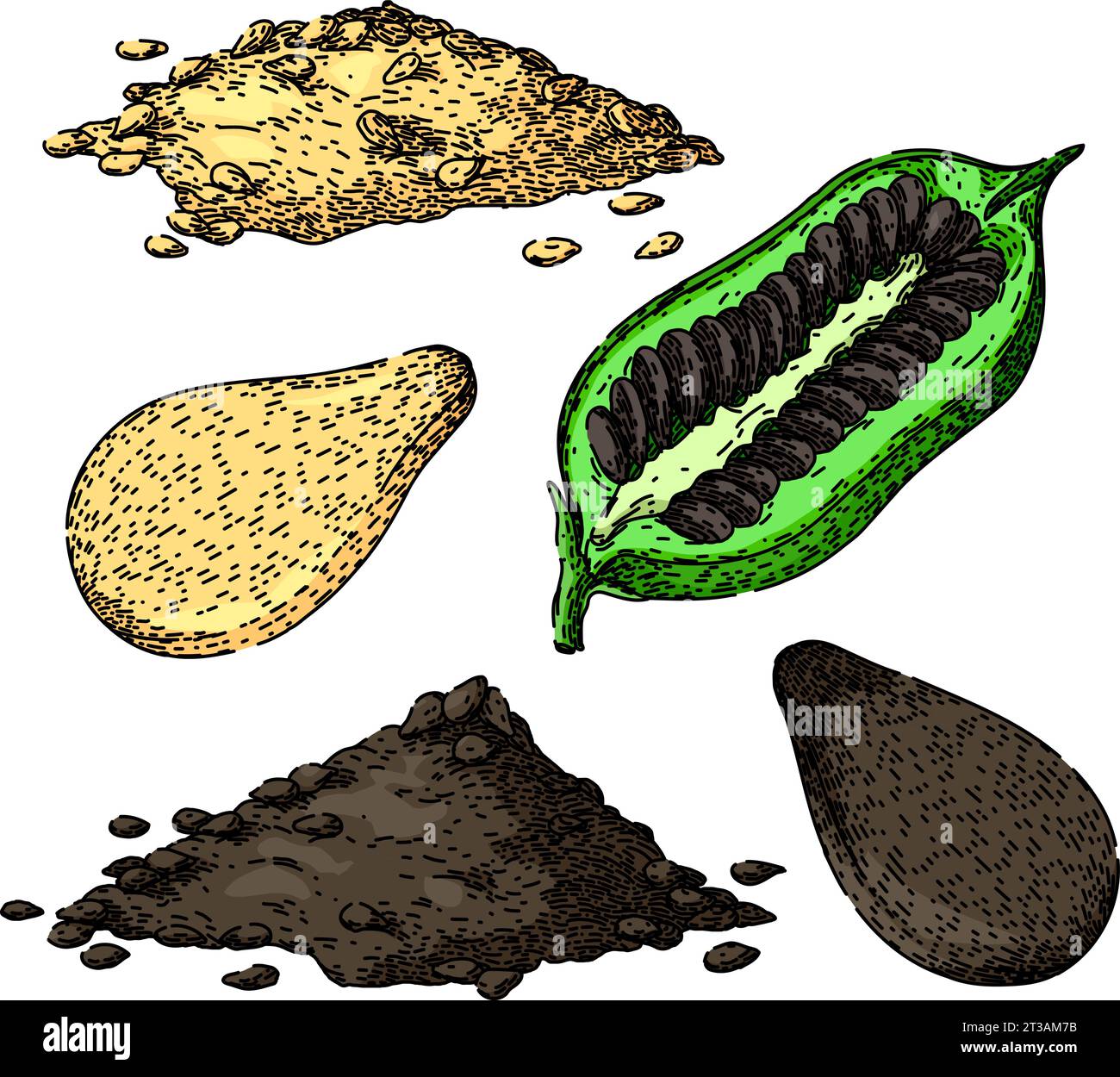 sesame seed set sketch hand drawn vector Stock Vector Image & Art - Alamy
