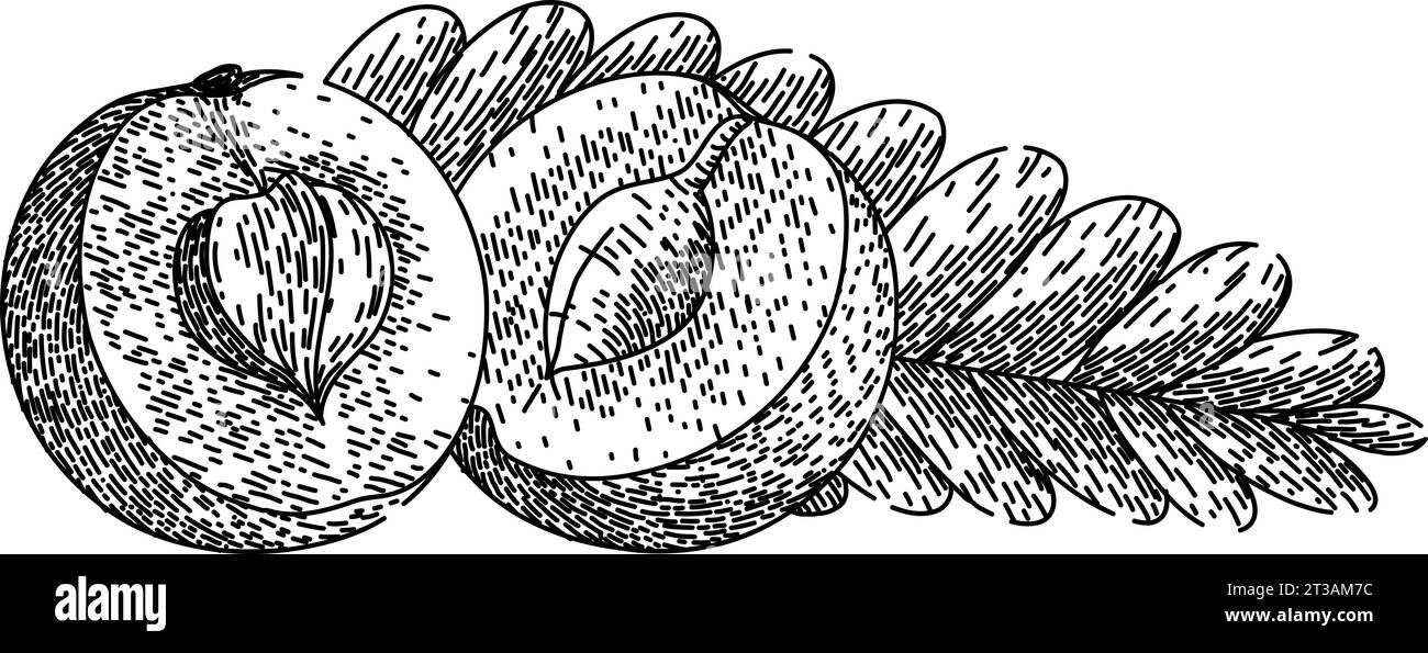 indian amla sketch hand drawn vector Stock Vector Image & Art - Alamy