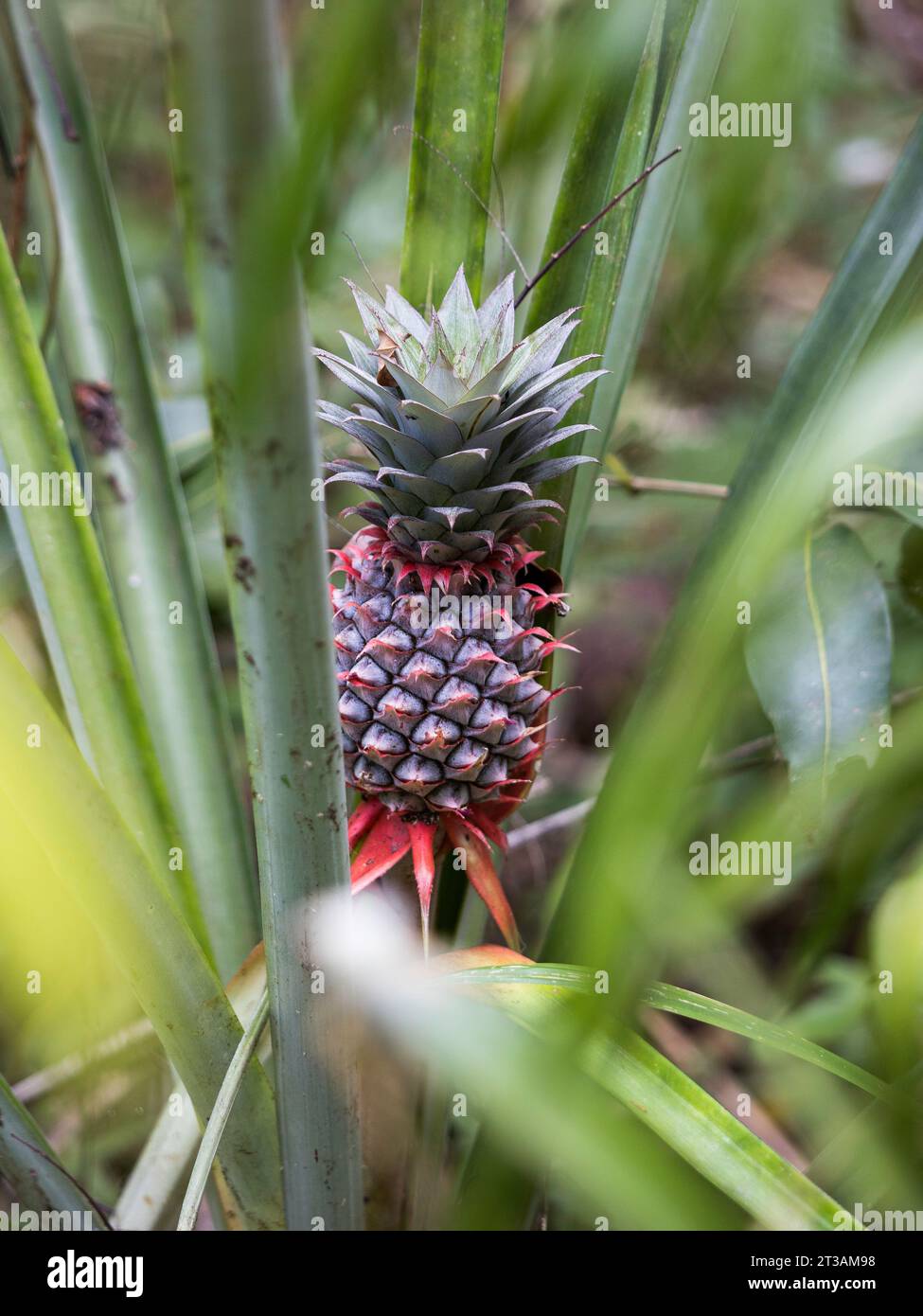 A small pineapple fruit starting to grow on the plant Stock Photo - Alamy