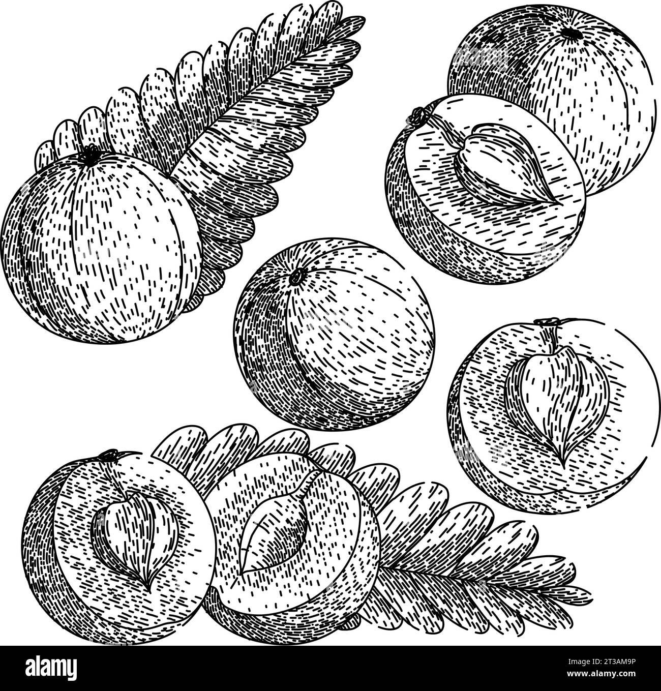 amla set sketch hand drawn vector Stock Vector Image & Art - Alamy