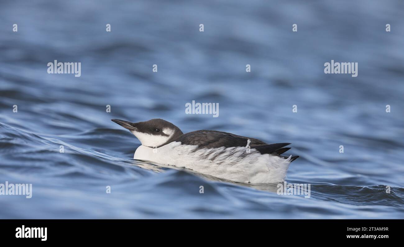 Common murre swimming winter plumage Stock Photo - Alamy