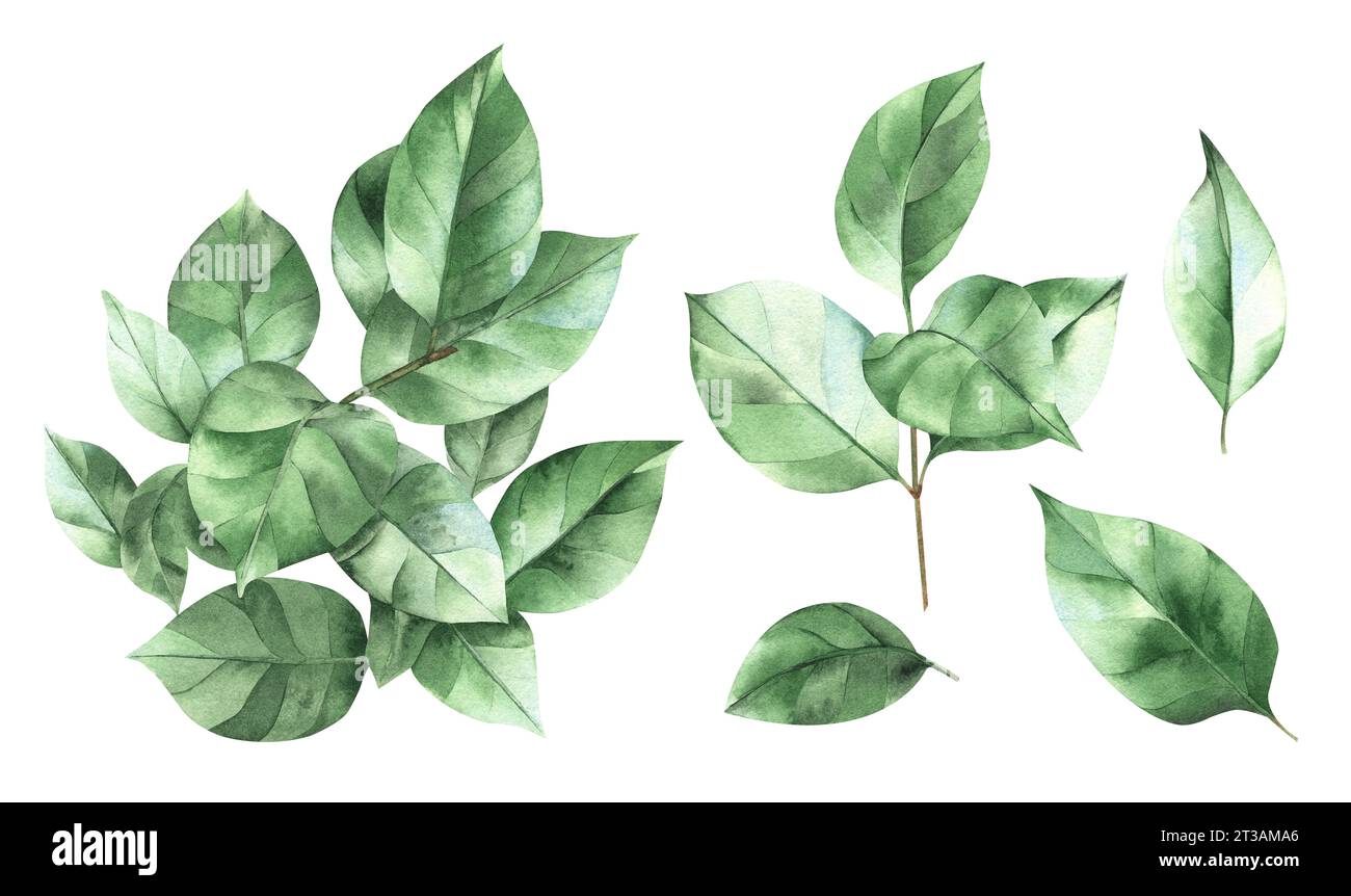 Set of privet leaves. Hand drawn watercolor illustration on isolated ...