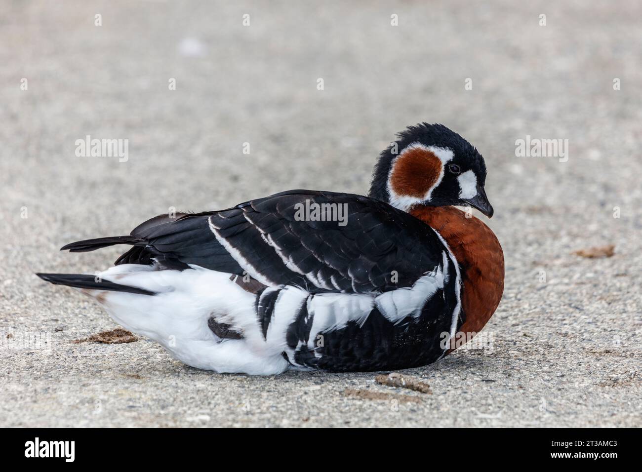 Goose paw hi-res stock photography and images - Alamy