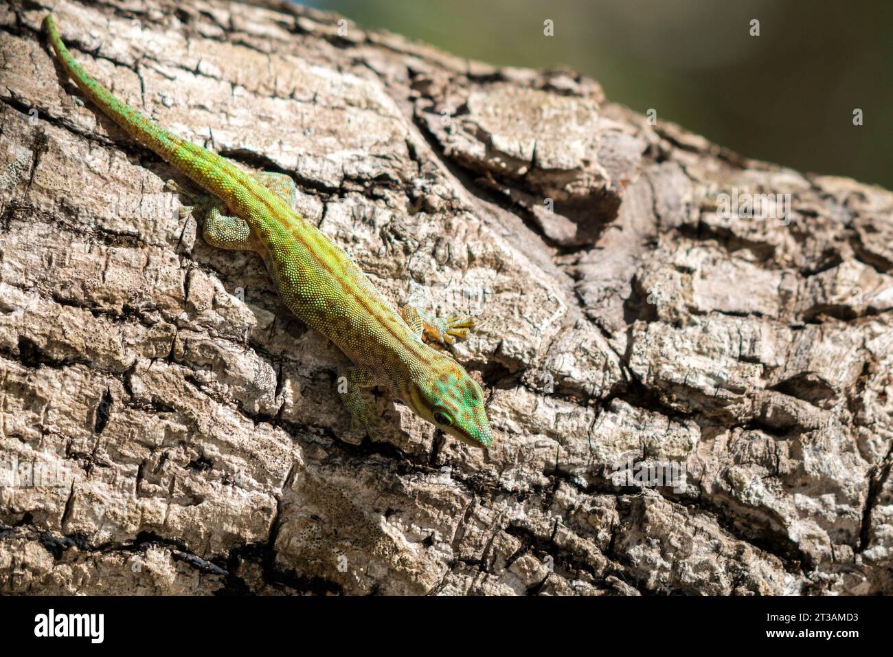 A vibrant coloured Cheke's Day Gecko (Phelsuma abbotti ssp. chekei ...
