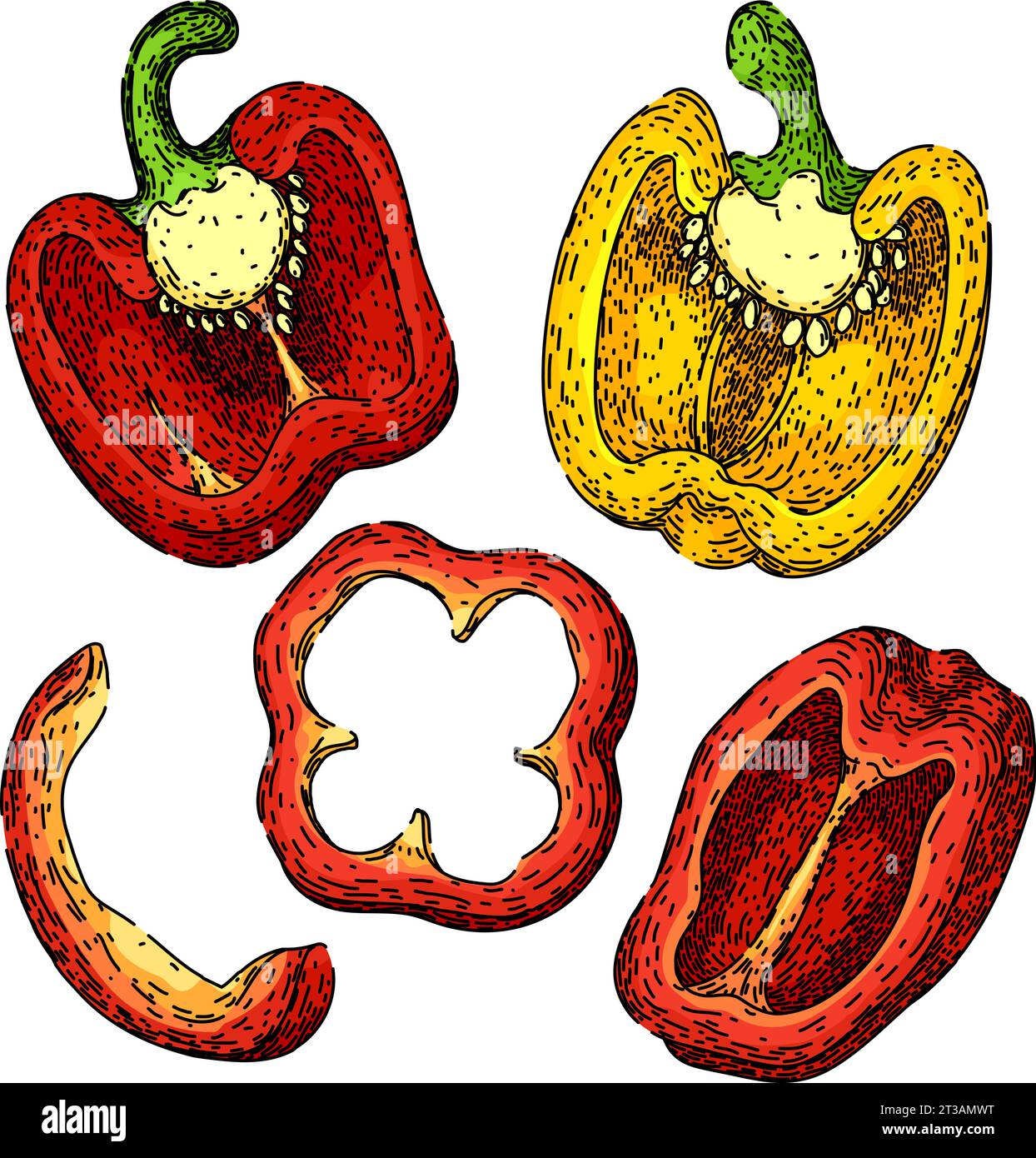pepper spice set sketch hand drawn vector Stock Vector Image & Art - Alamy