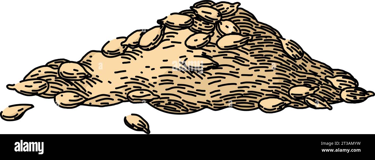 raw sunflower seed sketch hand drawn vector Stock Vector Image & Art ...