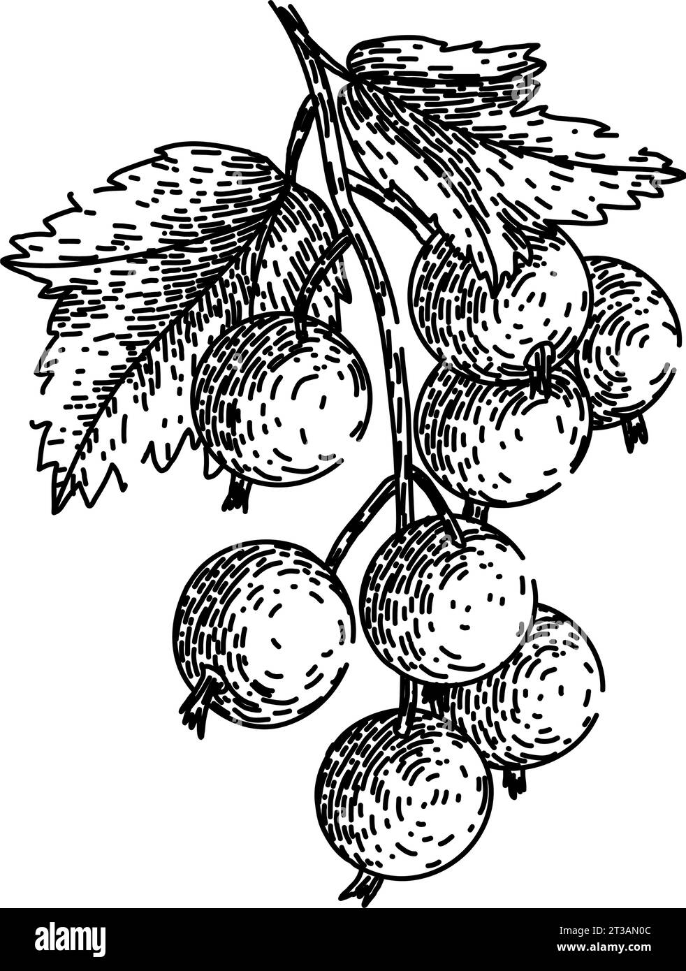 Black currant juice Black and White Stock Photos & Images - Alamy