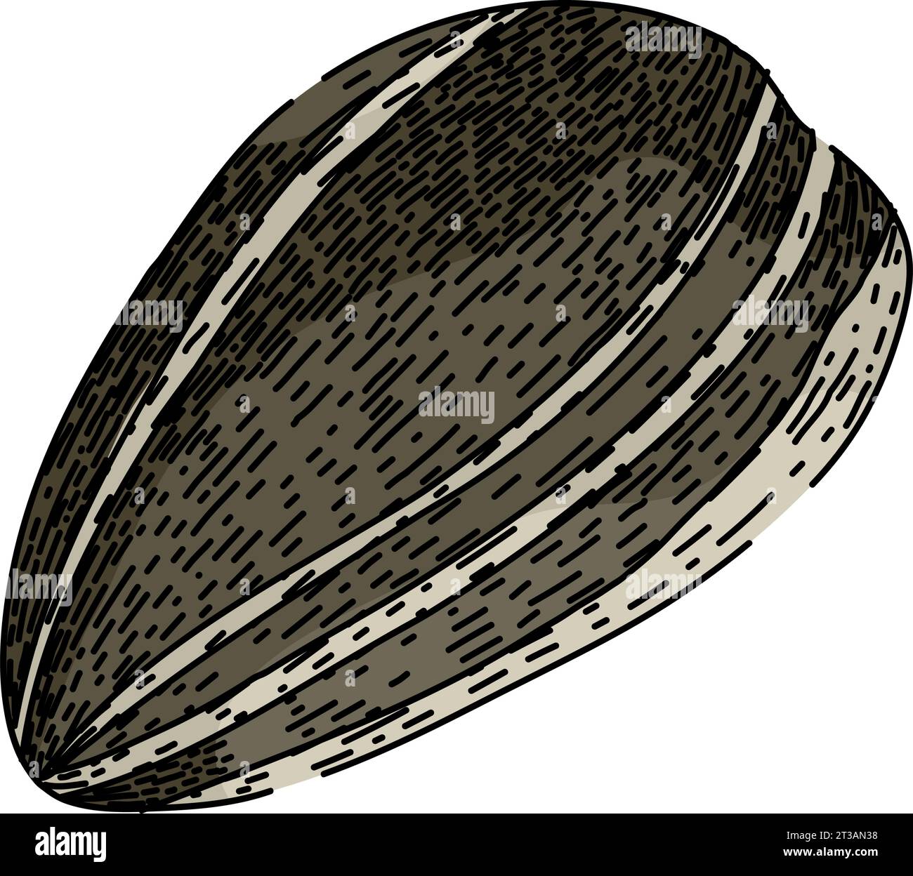 grain sunflower seed sketch hand drawn vector Stock Vector Image & Art ...