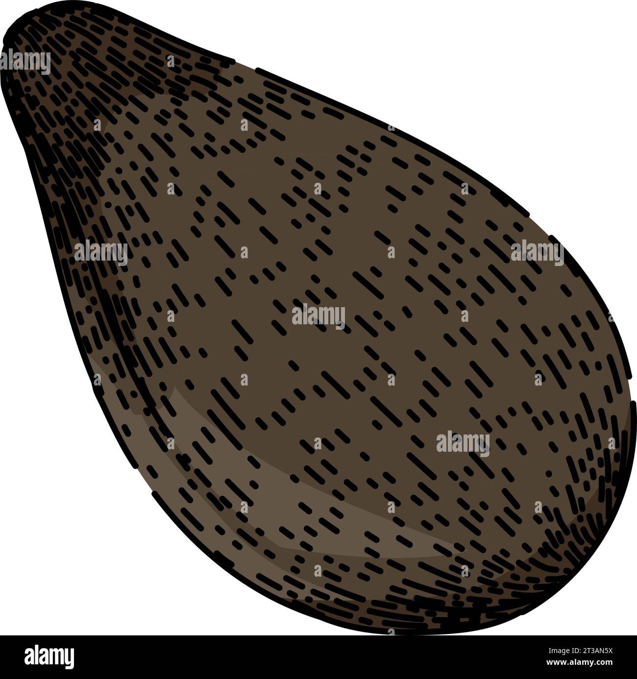 natural sesame seed sketch hand drawn vector Stock Vector Image & Art ...