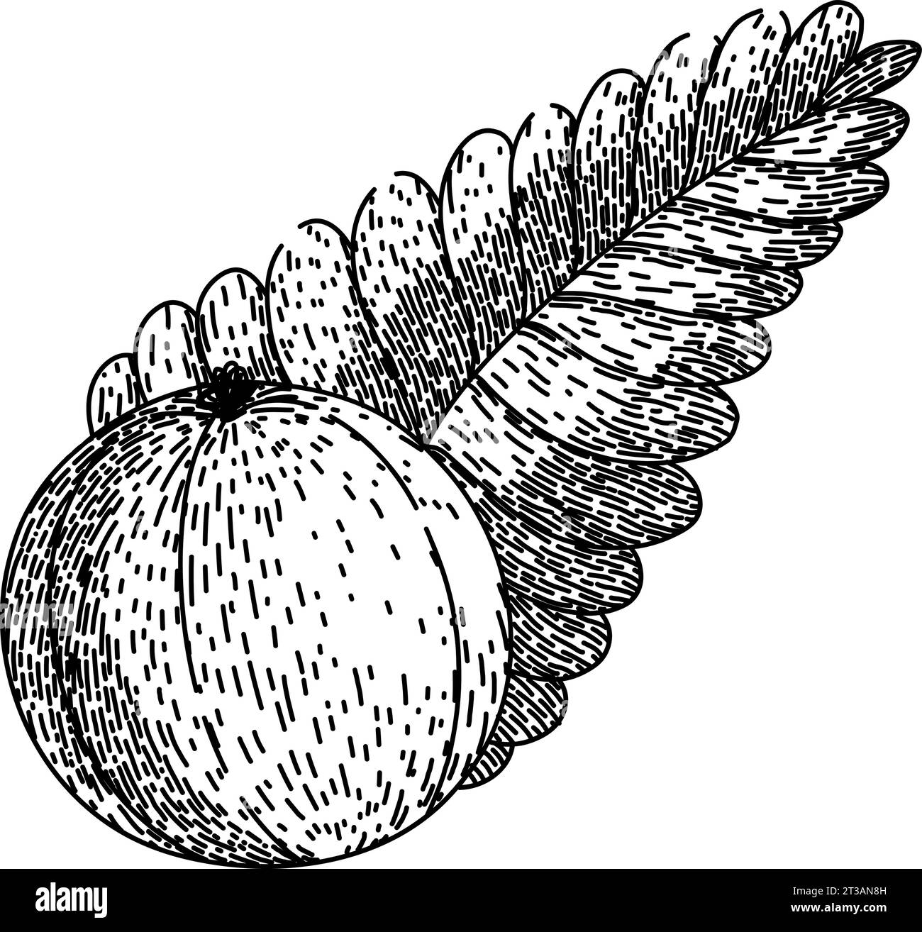 berry amla sketch hand drawn vector Stock Vector Image & Art - Alamy