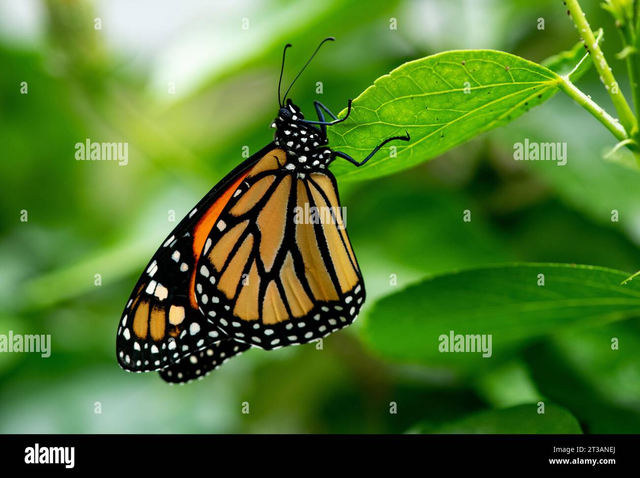 Monarch batterfly hi-res stock photography and images - Alamy