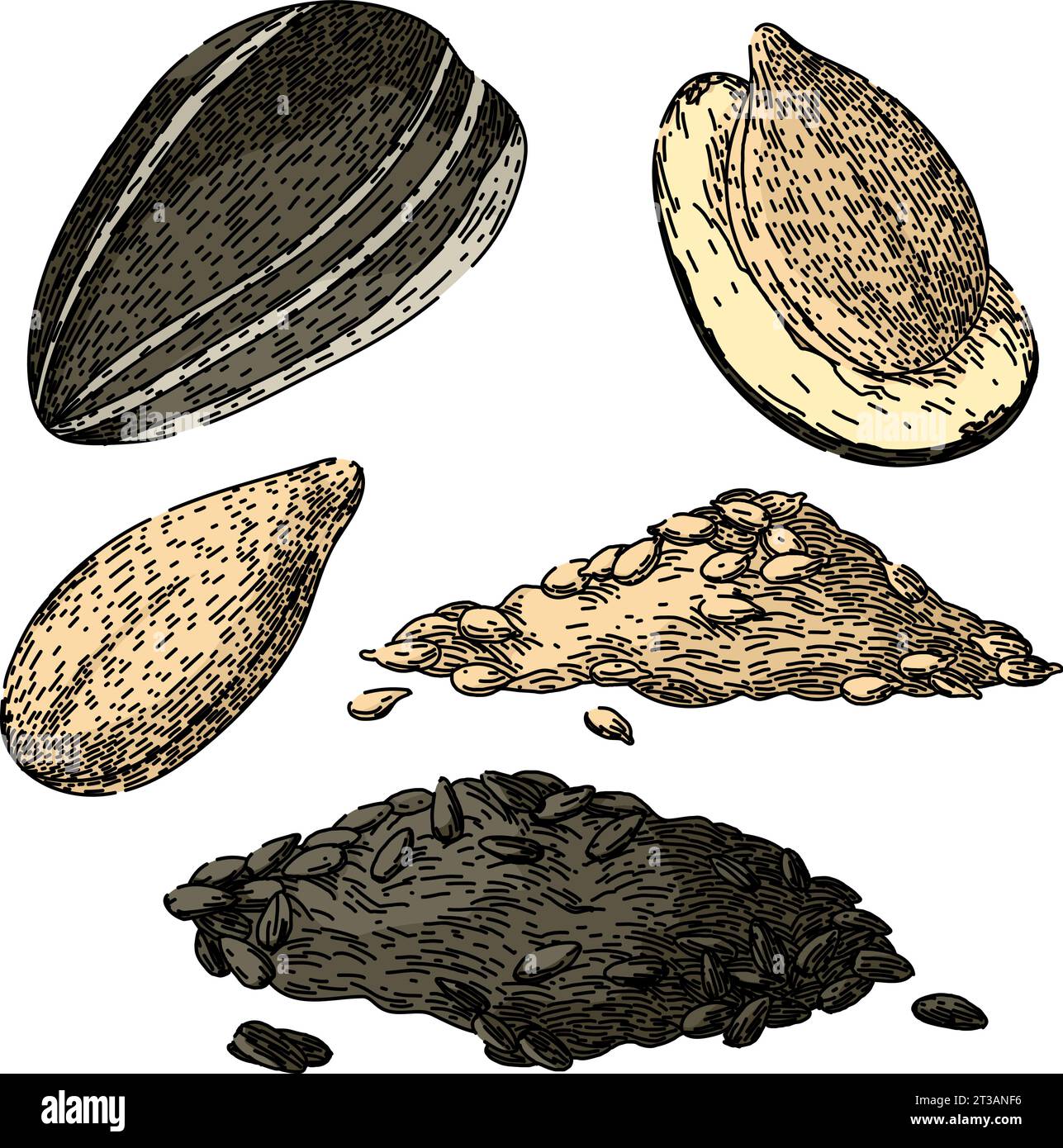 sunflower seed set sketch hand drawn vector Stock Vector Image & Art ...