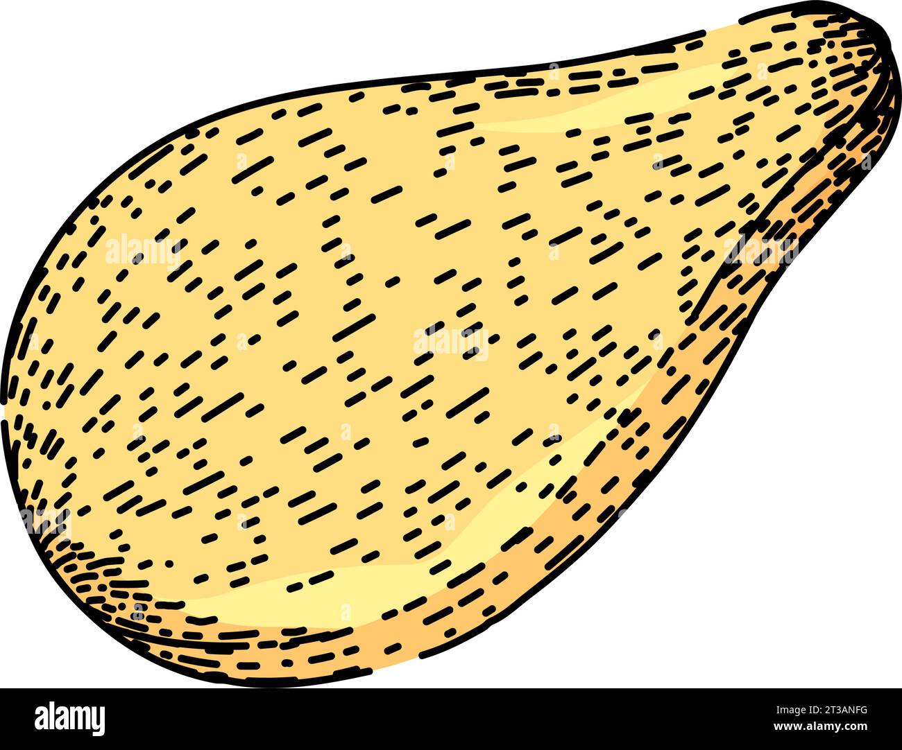 organic sesame seed sketch hand drawn vector Stock Vector Image & Art ...